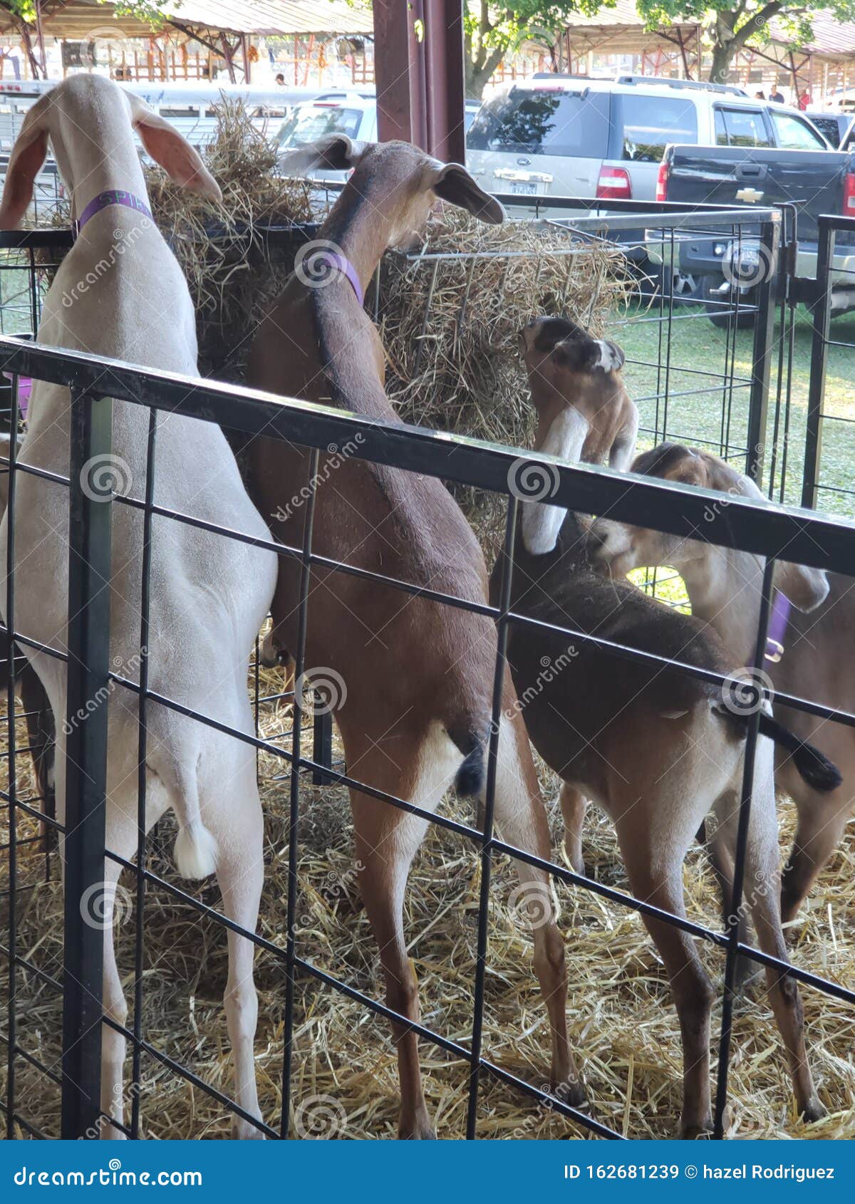 So Cute Farm Animals Eating Lunch Stock Image - Image of farm, lunch ...