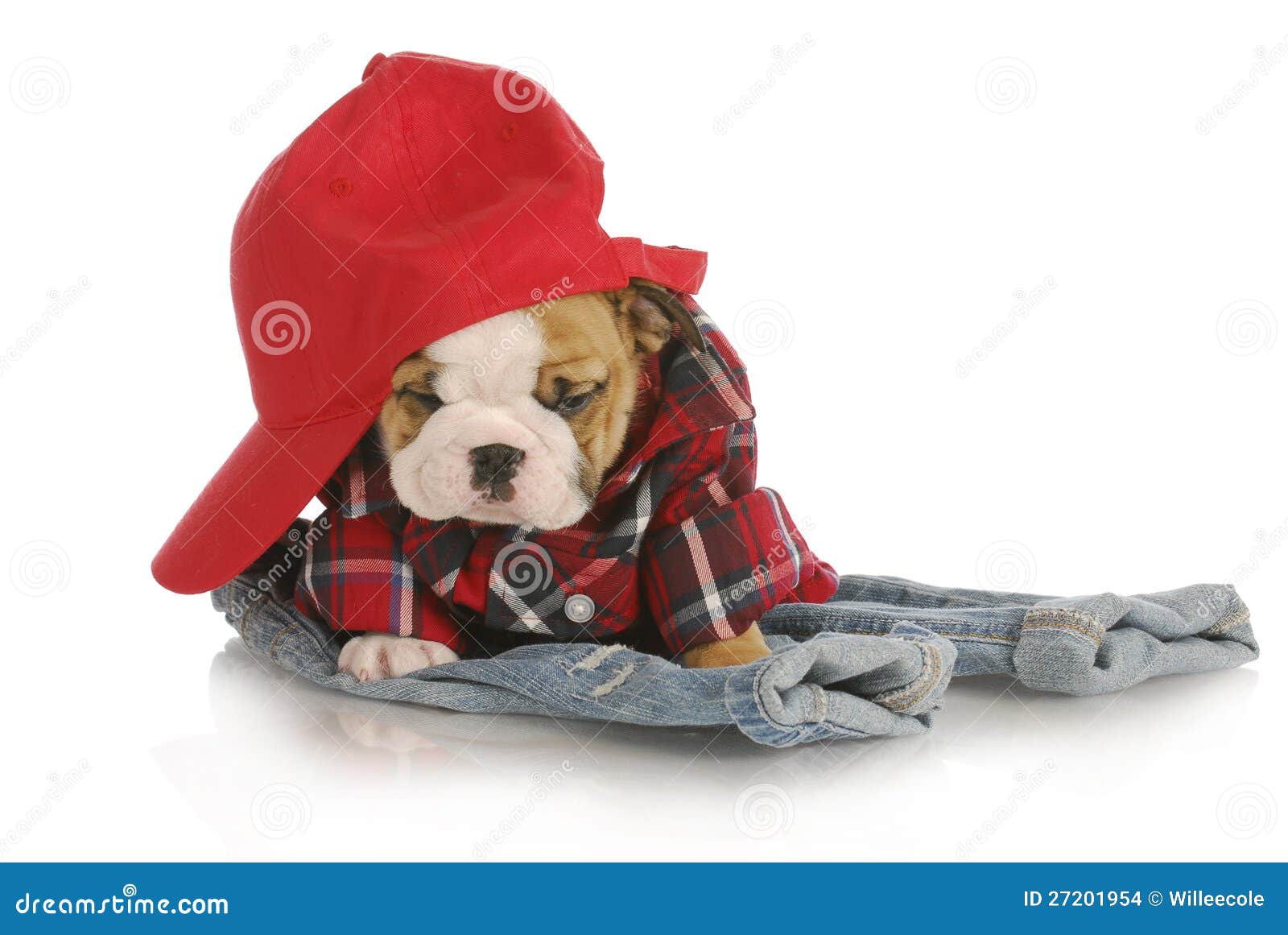 Cute farm dog stock photo. Image of humor, little, costume - 27201954
