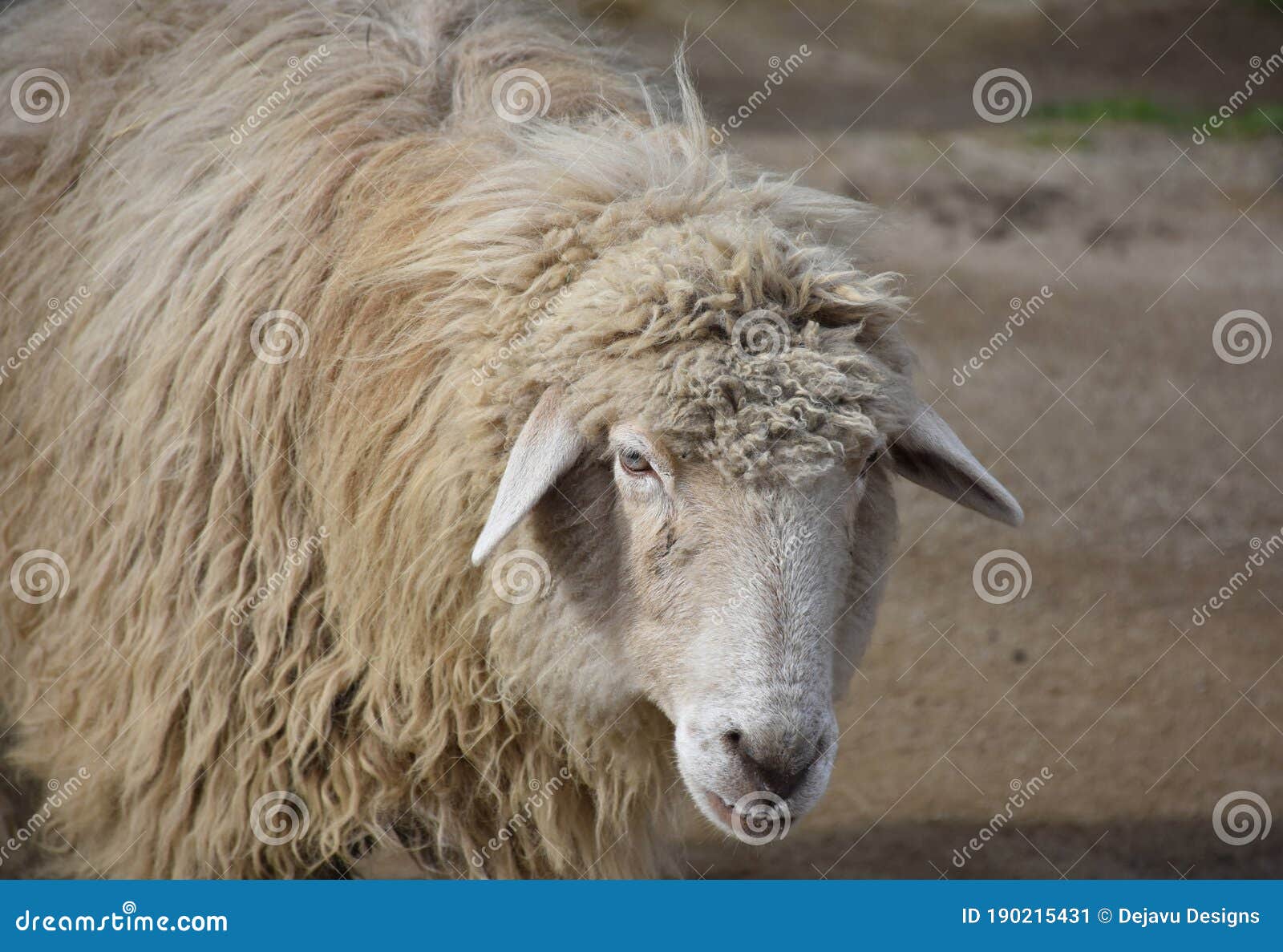 Teeth Showing on a Cute Farm Yard Sheep Stock Image - Image of farmyard ...