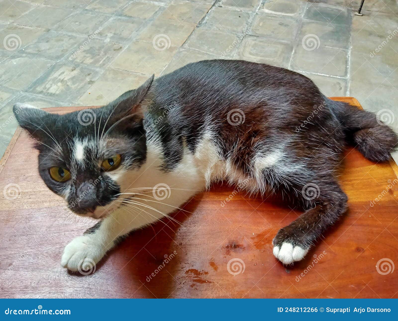 Cute Fat Black and White Cat on the Table Stock Photo - Image of animal ...