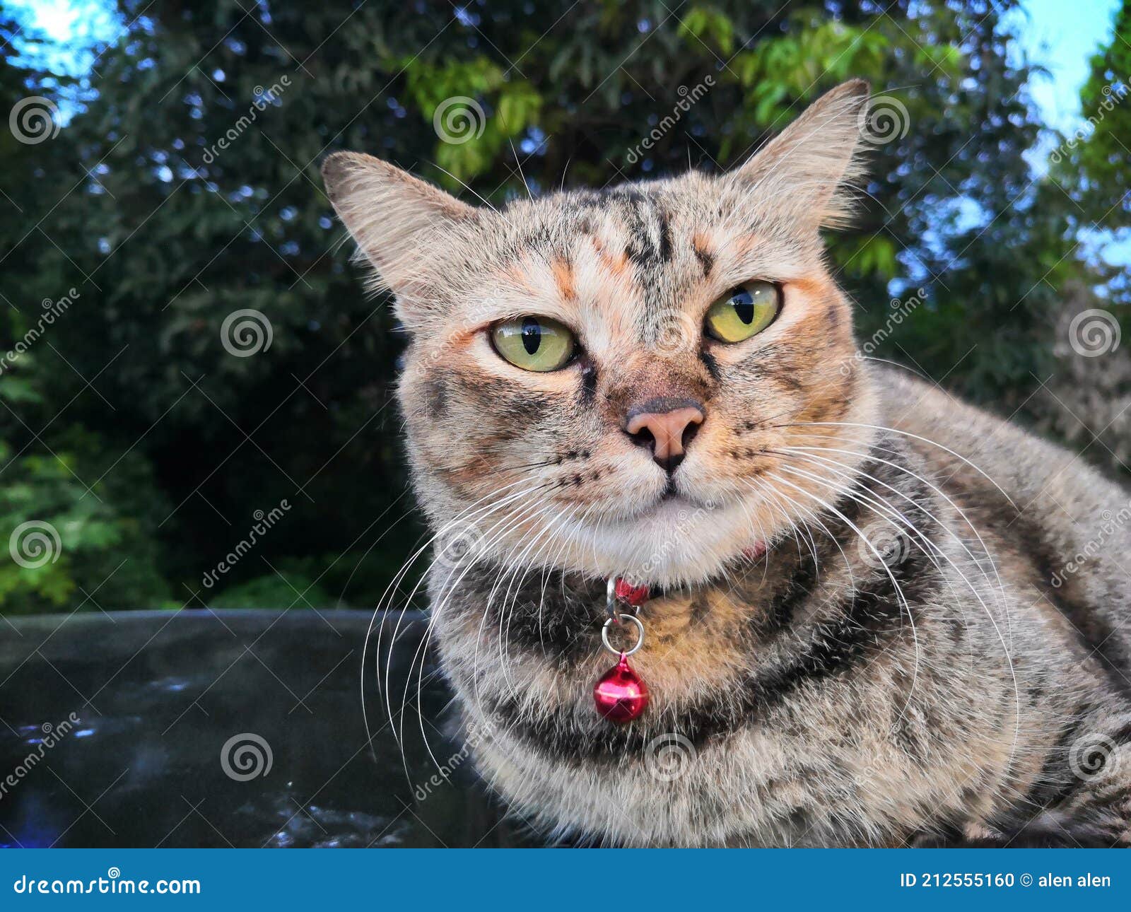 Cute Fat Cat Hanging Out on the Car. Stock Photo - Image of mammal ...