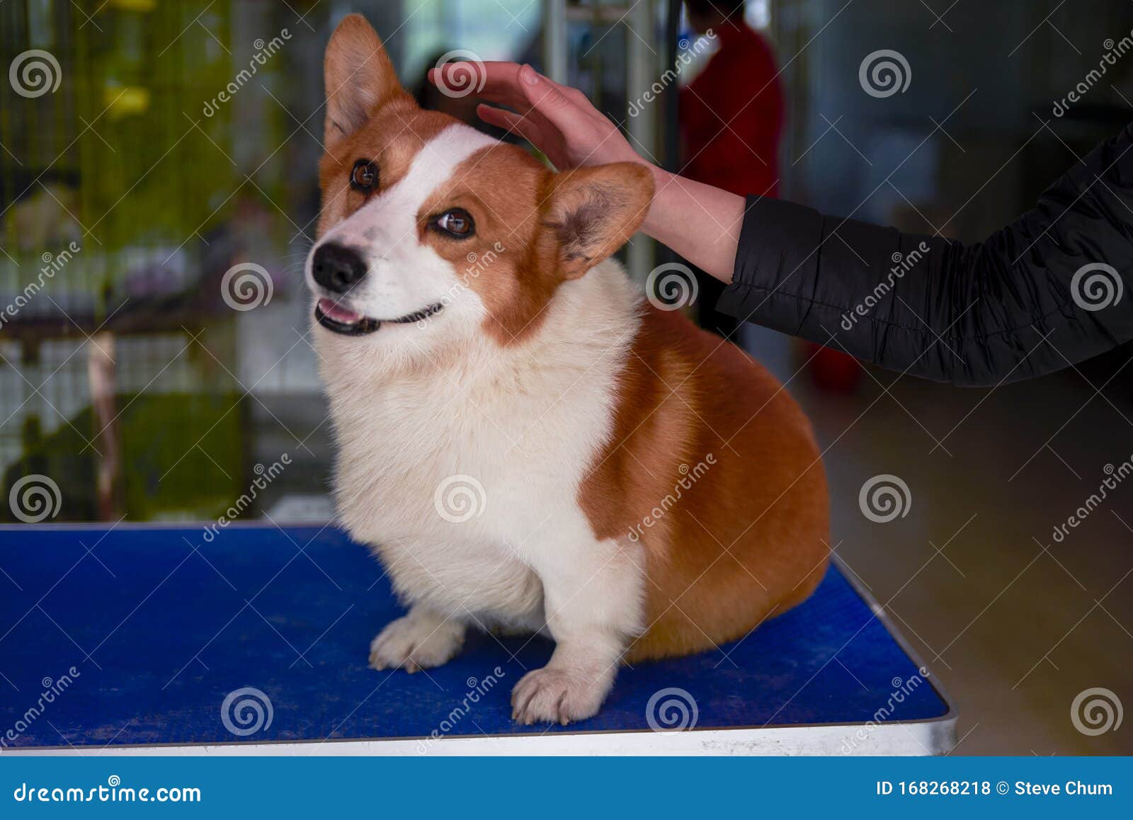 A cute fat corgi dog stock photo. Image of length, full - 168268218