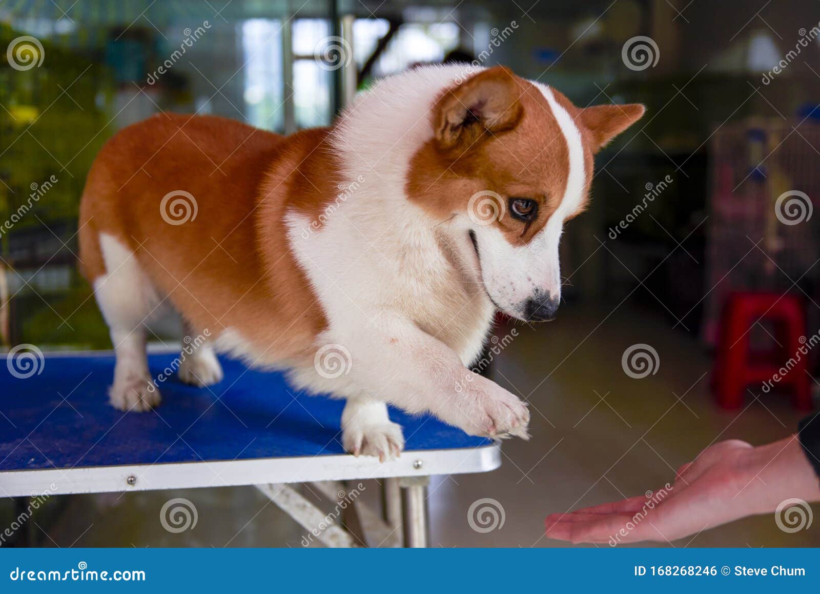 A cute fat corgi dog stock photo. Image of brown, listening - 168268246