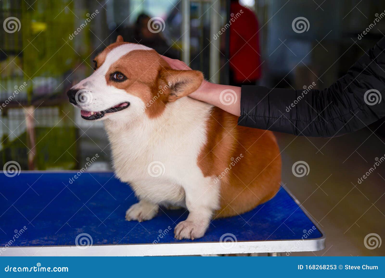 A cute fat corgi dog stock image. Image of close, canine - 168268253