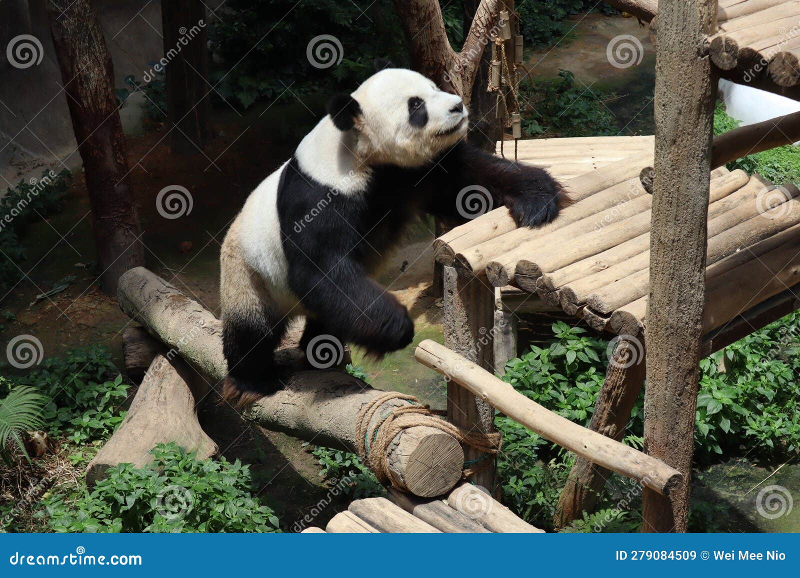Cute fat panda climbing stock image. Image of nature - 279084509