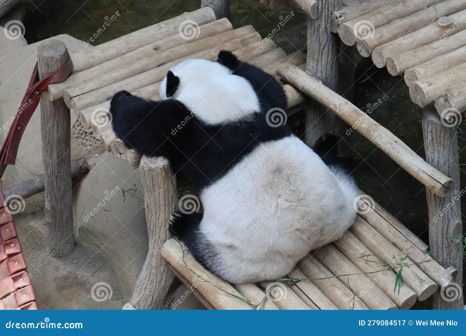Cute fat panda was lying stock image. Image of travel - 279084517