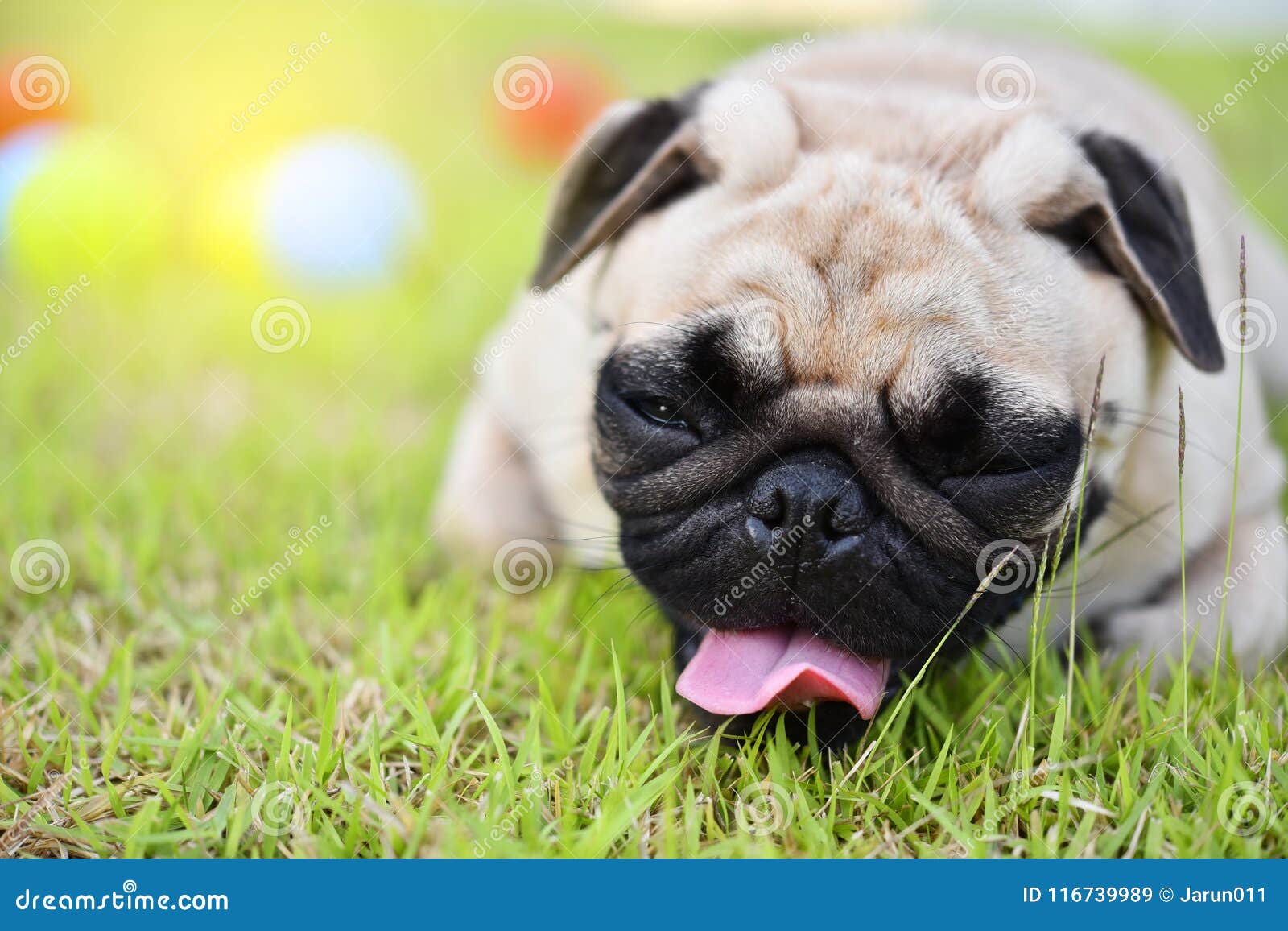 Cute fat Pug in garden stock image. Image of canine - 116739989