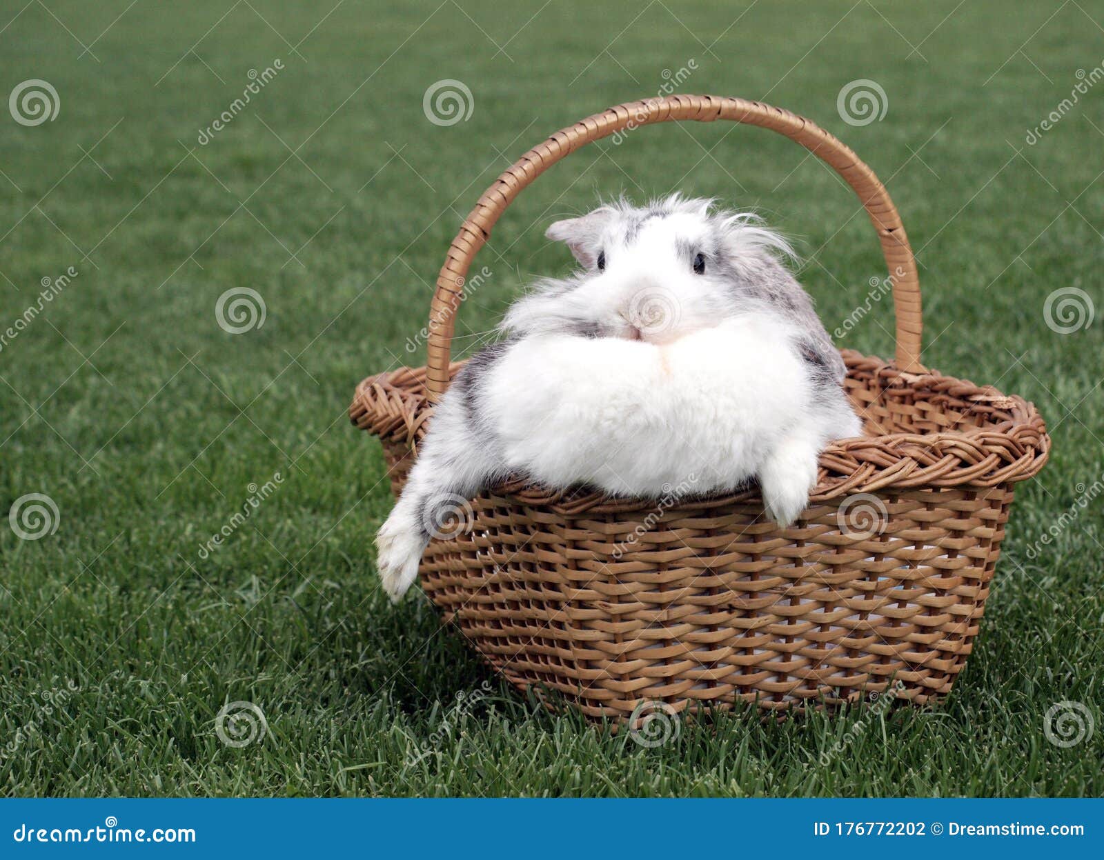 A Cute Fat White Rabbit in the Basket on the Grass Stock Photo - Image ...