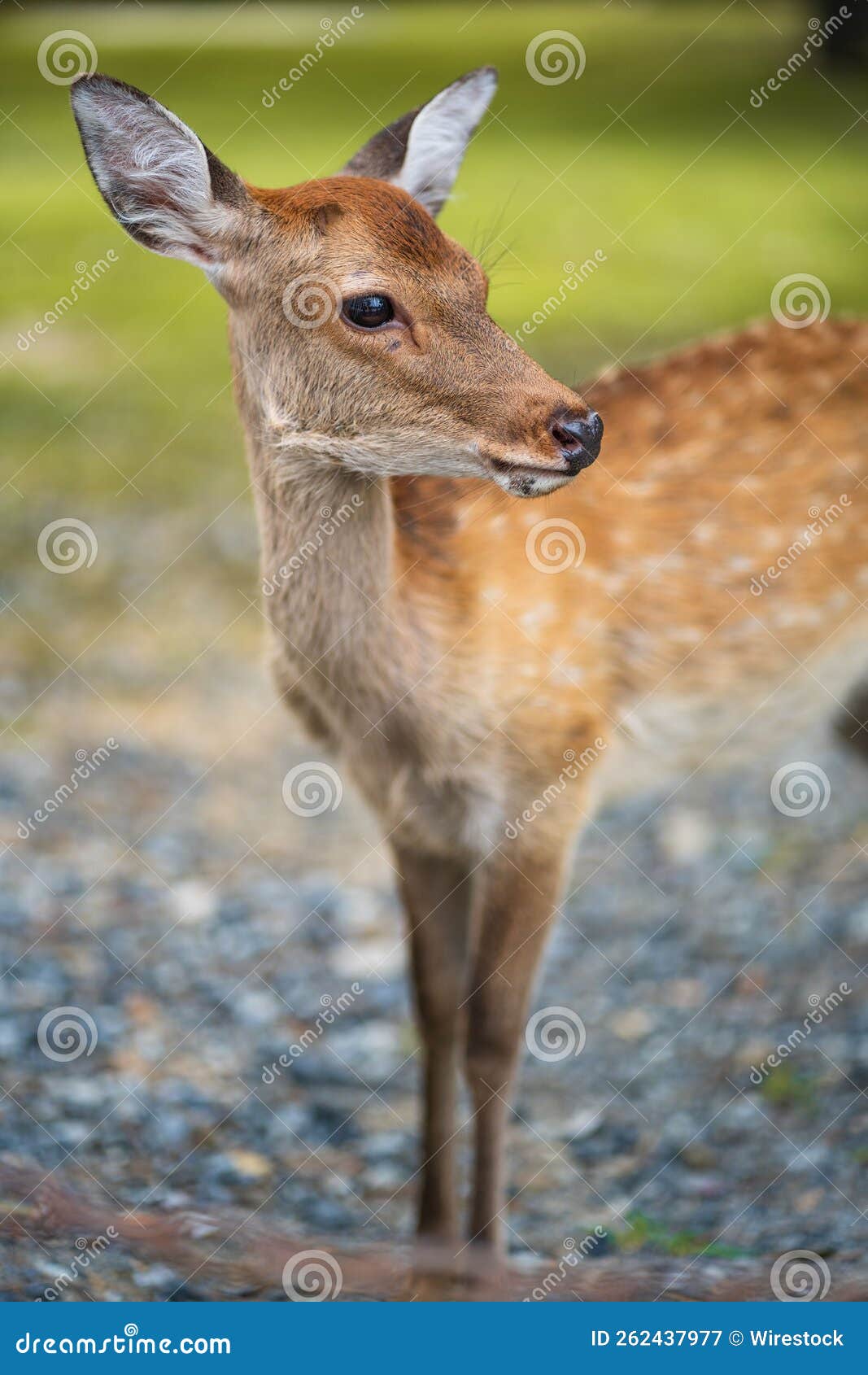 Cute Fawn Looking at the Visitors in the Park, Vertical Stock Image ...