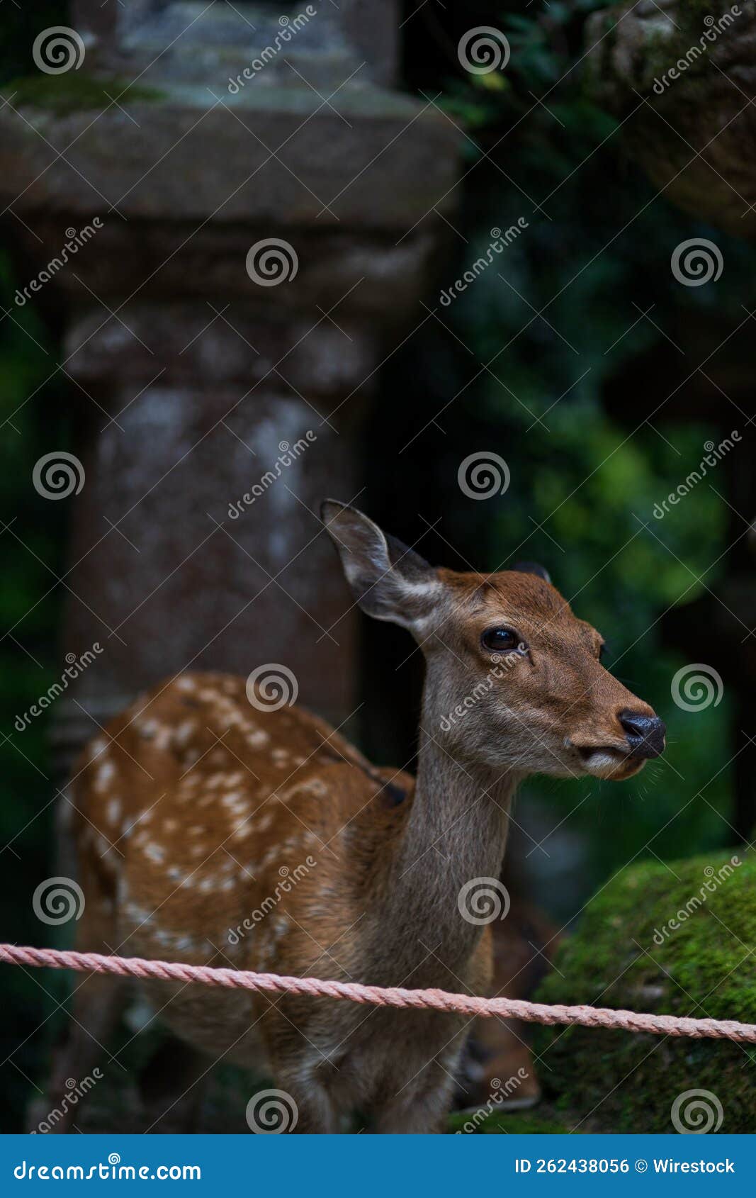 Cute Fawn Looking at the Visitors in the Park, Vertical Stock Photo ...