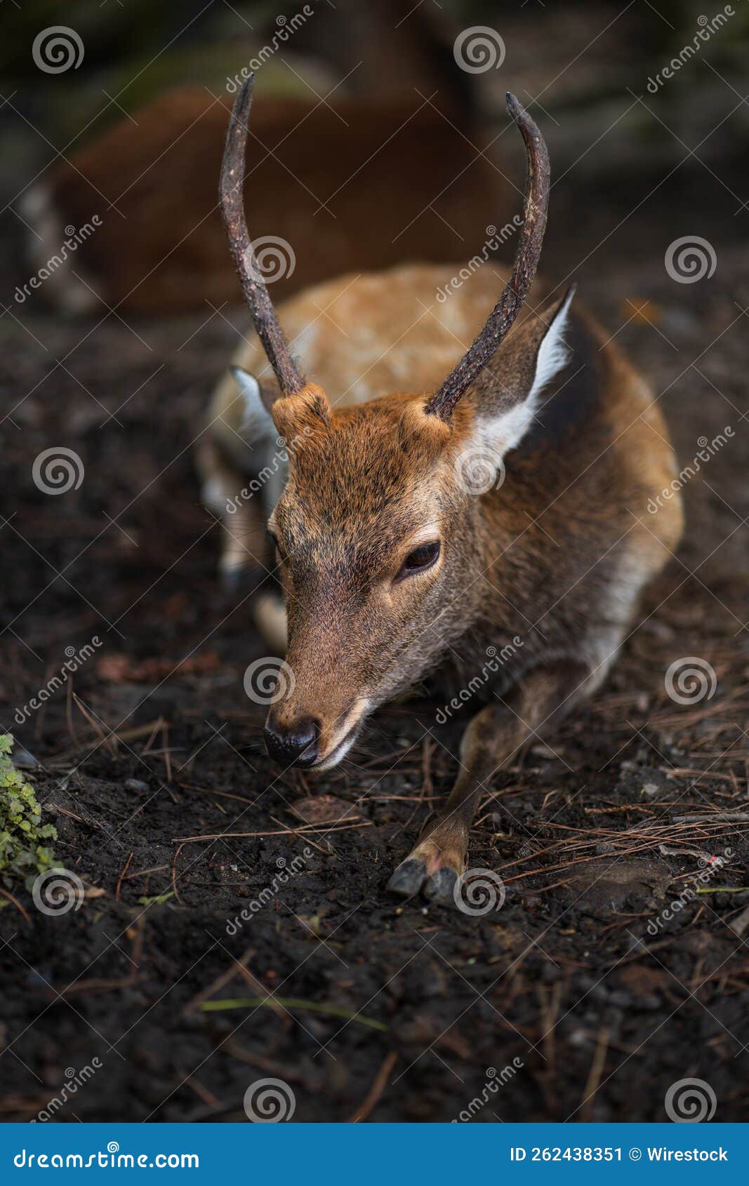 Cute Fawn Lying on the Ground, Vertical, Close-up Stock Image - Image ...