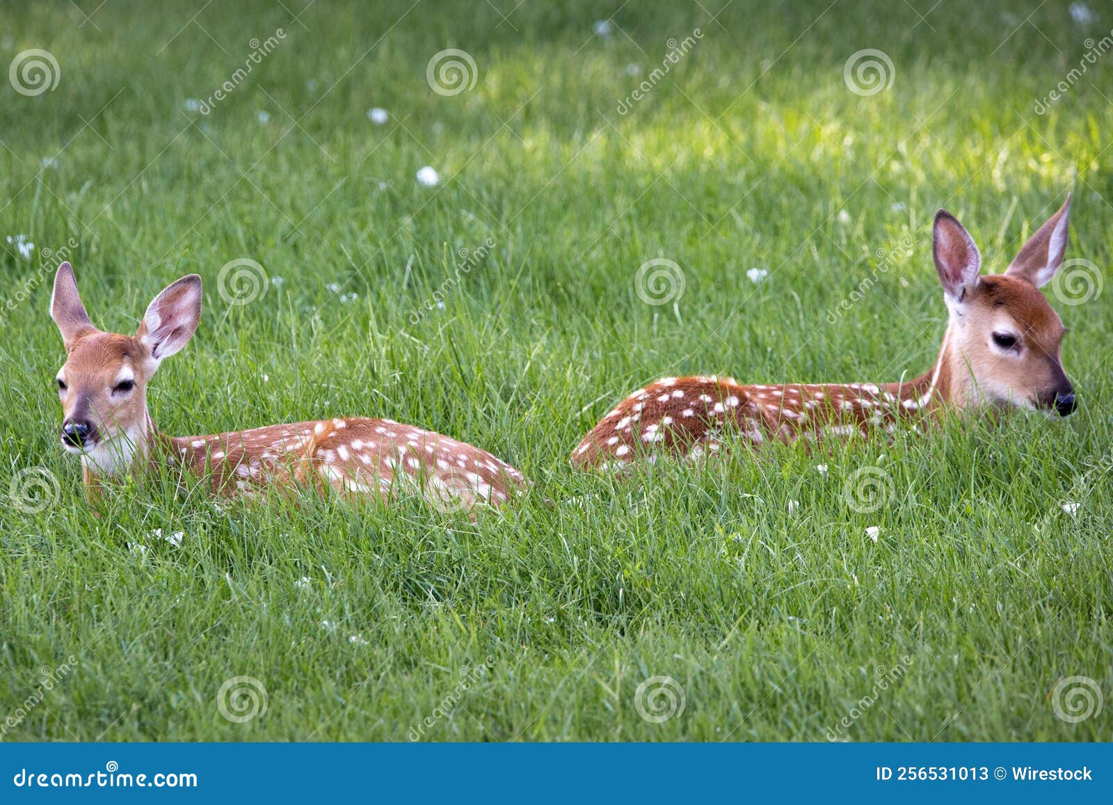 Cute Fawns in the Green Field Stock Image - Image of sweet, fawns ...