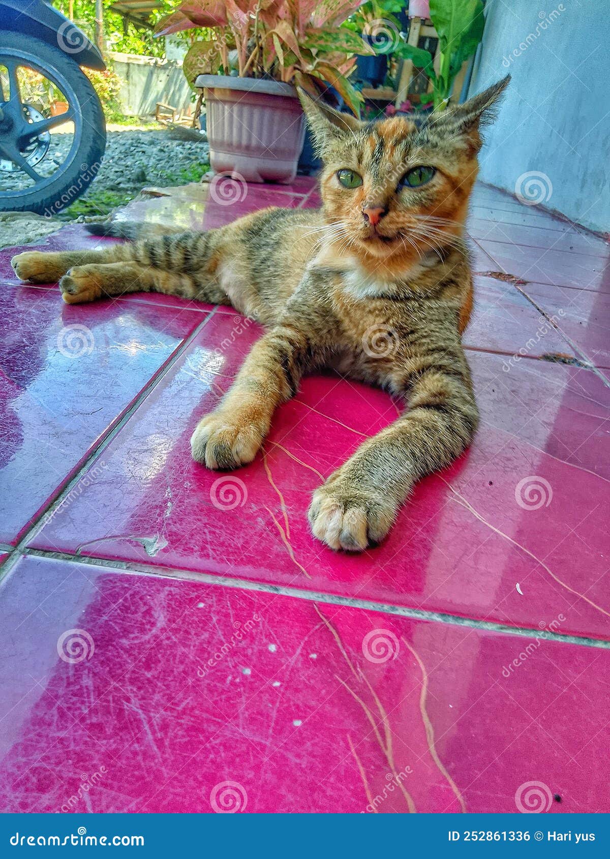 Cute female cat stock photo. Image of animal, pets, kitten - 252861336