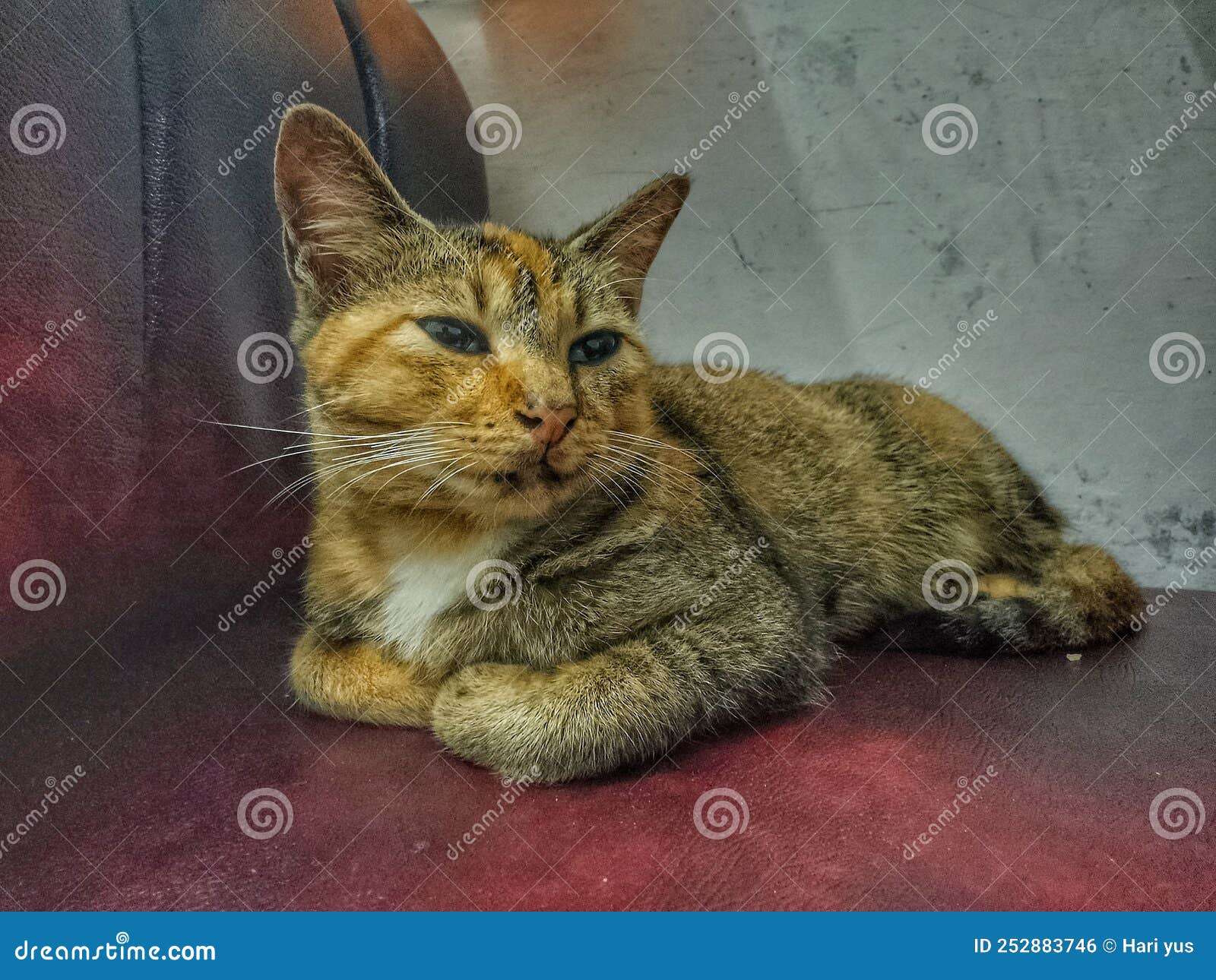 Cute Female Cat Thinking of Something Stock Photo - Image of kitten ...