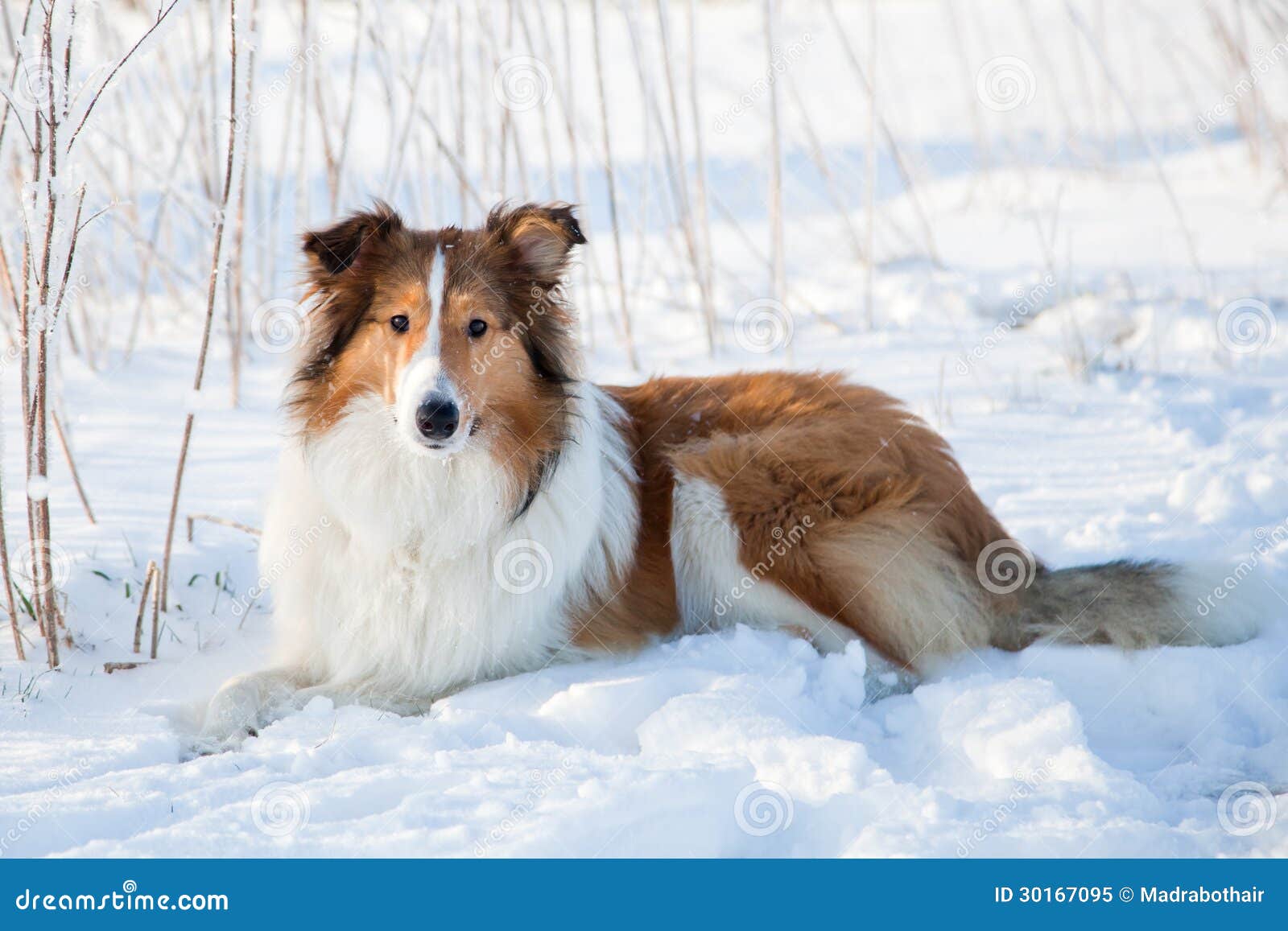 Cute Collie Lies in the Snow Stock Image - Image of cute, plants: 30167095