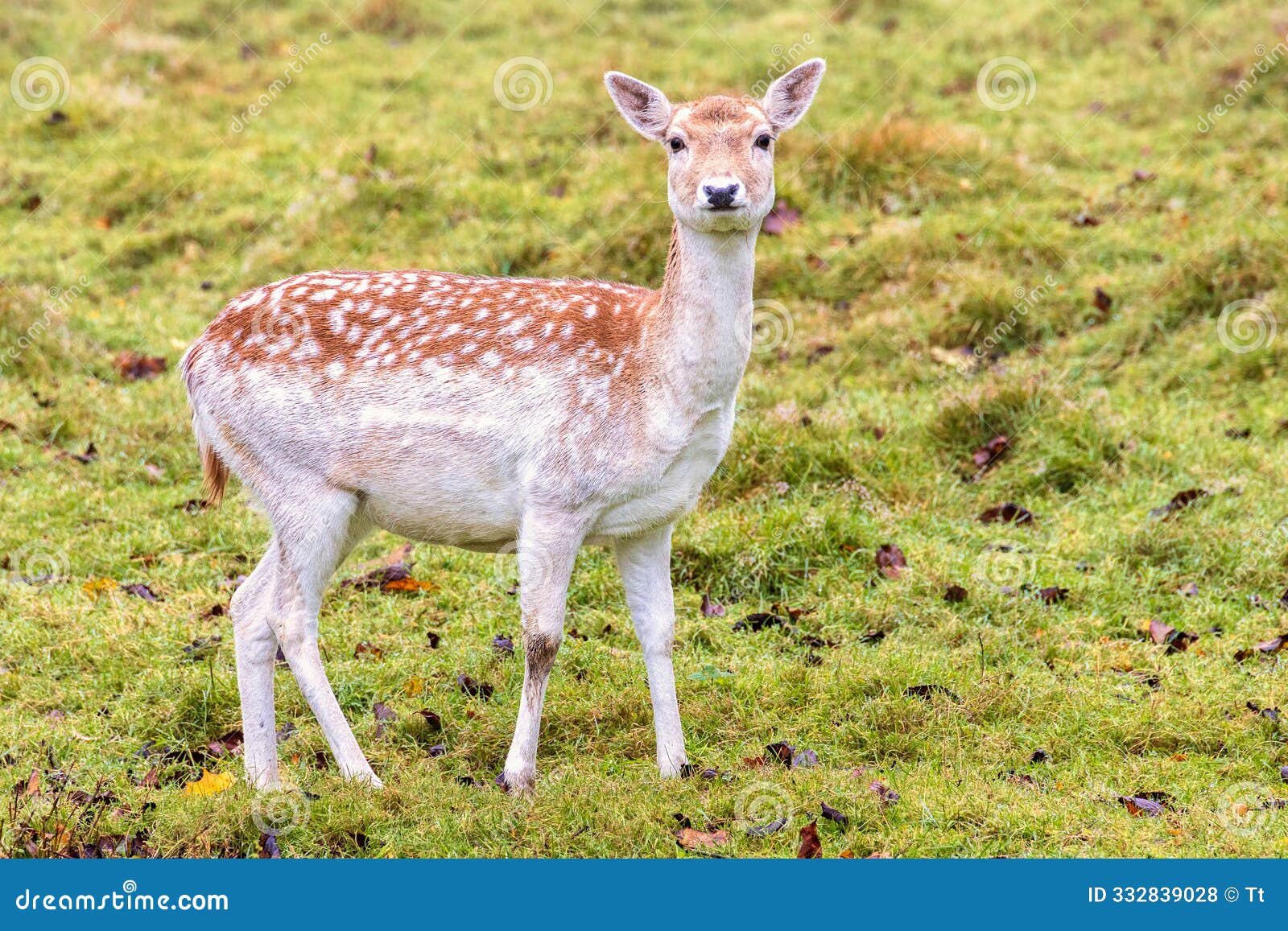 Cute Female Fallow Deer Standing and Looking on a Grass Meadow Stock ...