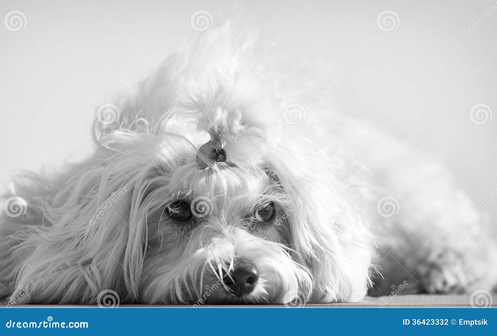 A cute female maltese dog stock photo. Image of snout - 36423332