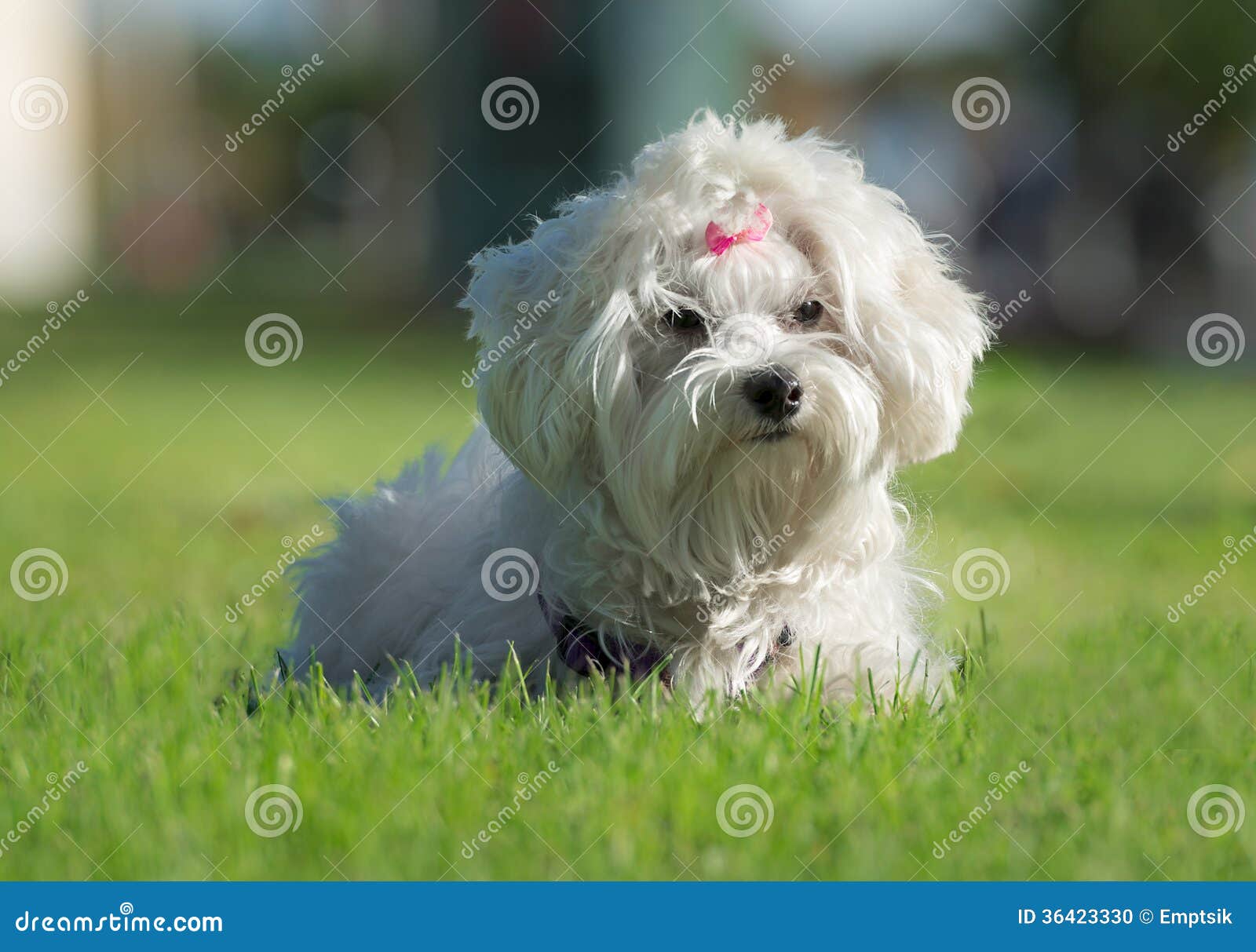 A cute female maltese dog stock photo. Image of beautiful - 36423330