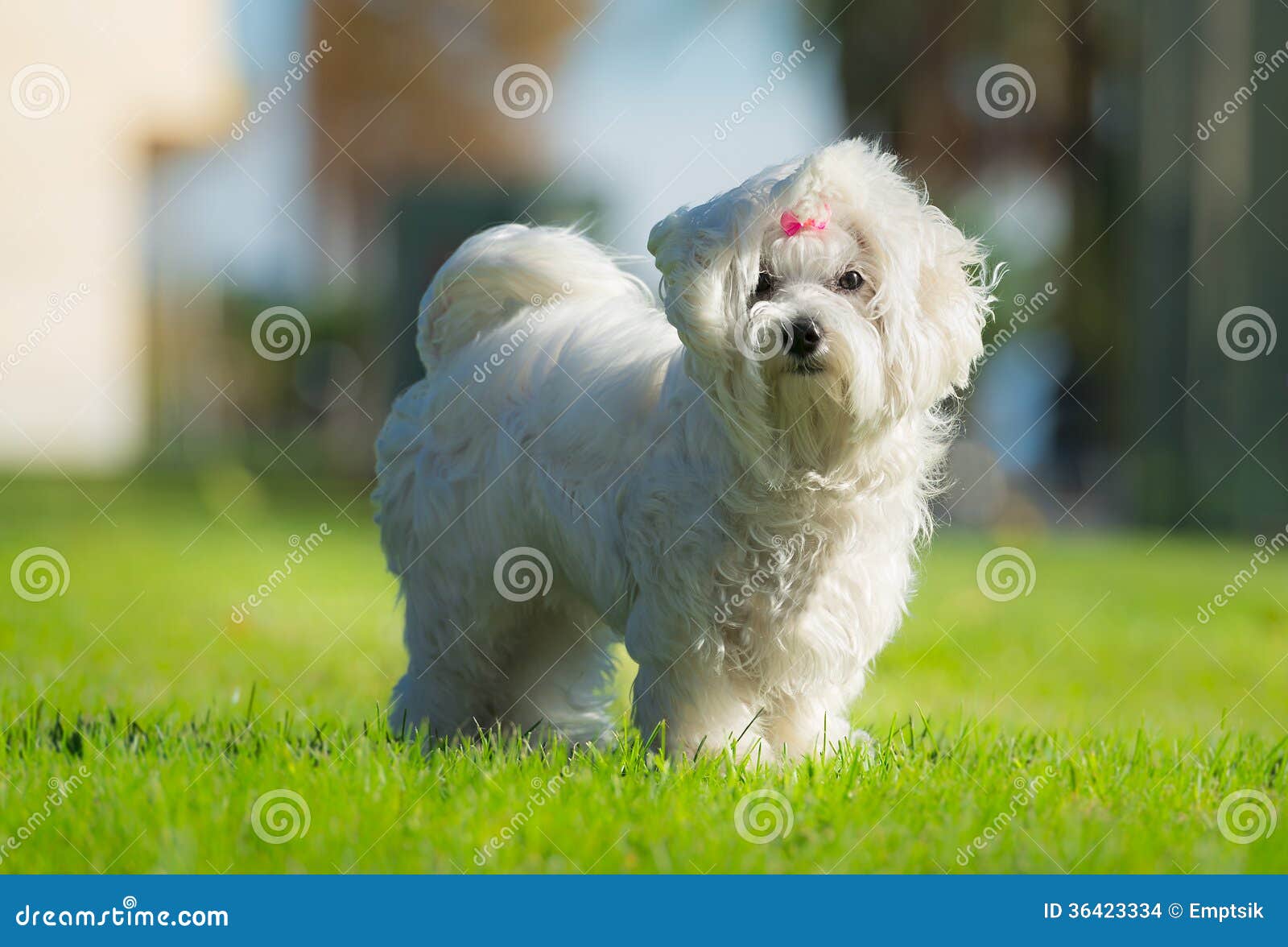 A cute female maltese dog stock photo. Image of female - 36423334