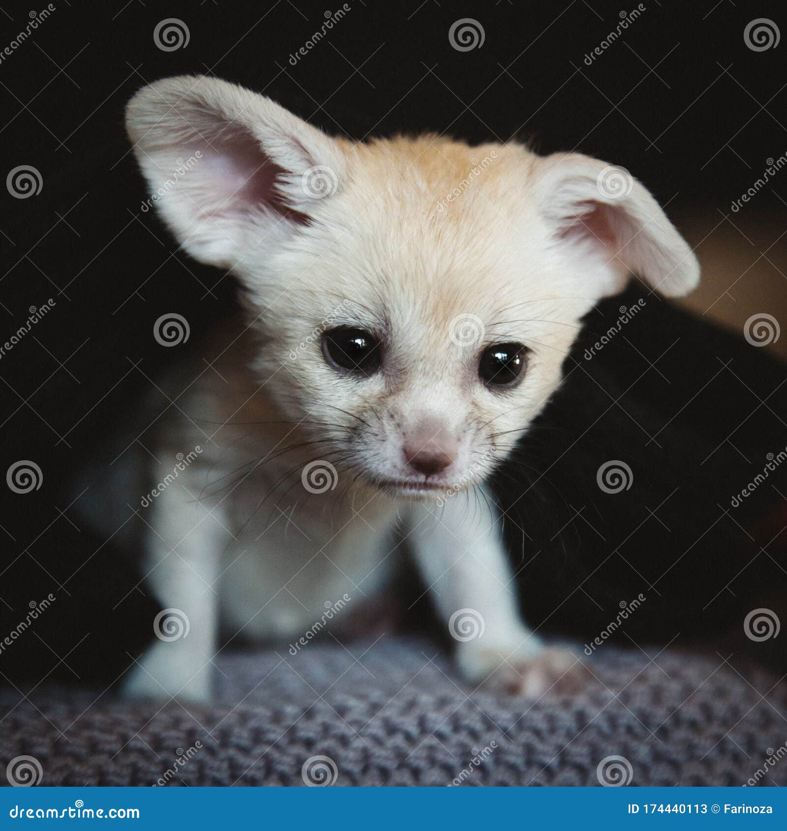 Cute Fennec Fox Cub on Black Backgorund Stock Image - Image of foxy ...