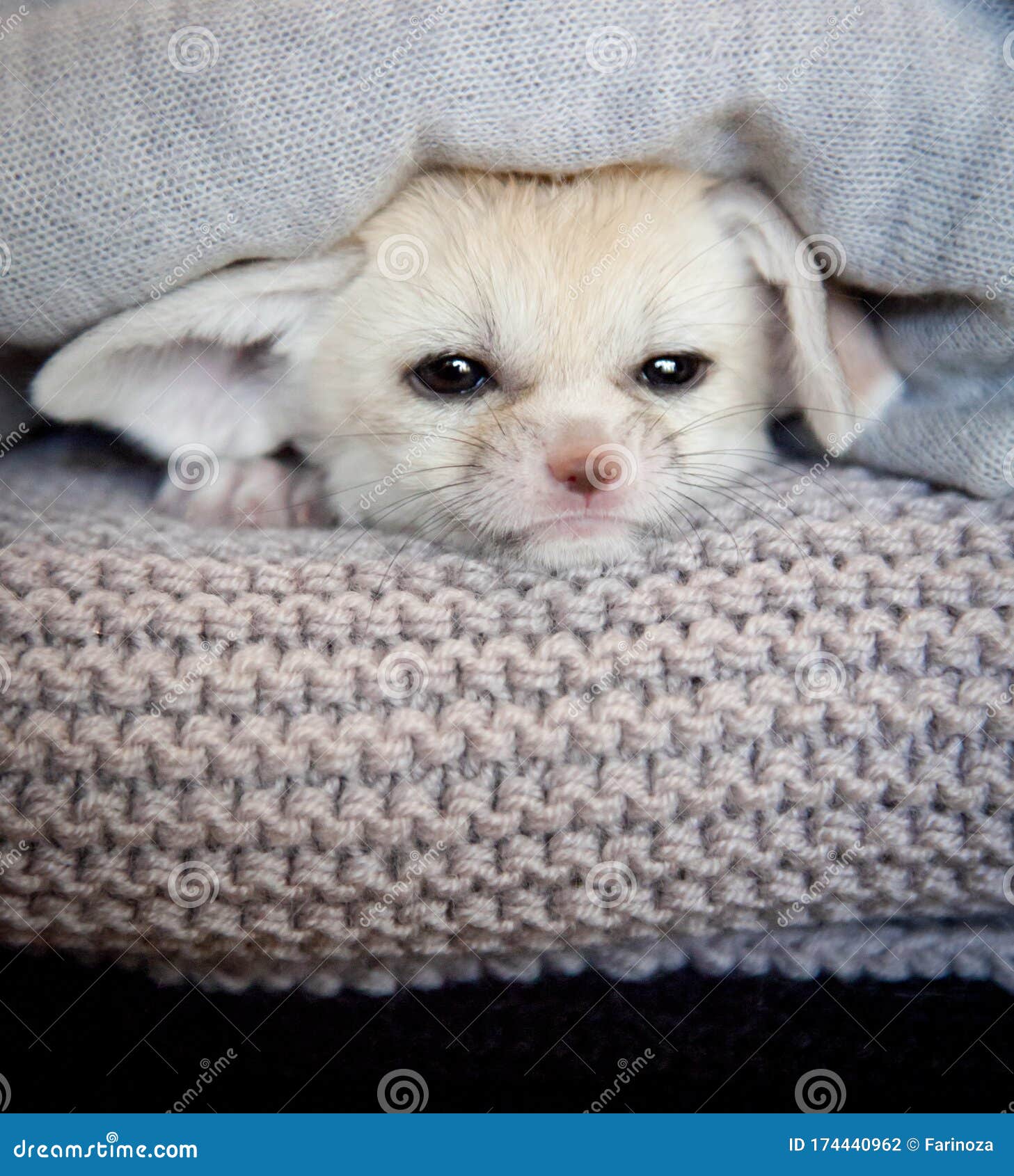 Cute Fennec Fox Cub on Black Backgorund Stock Photo - Image of fatigue ...