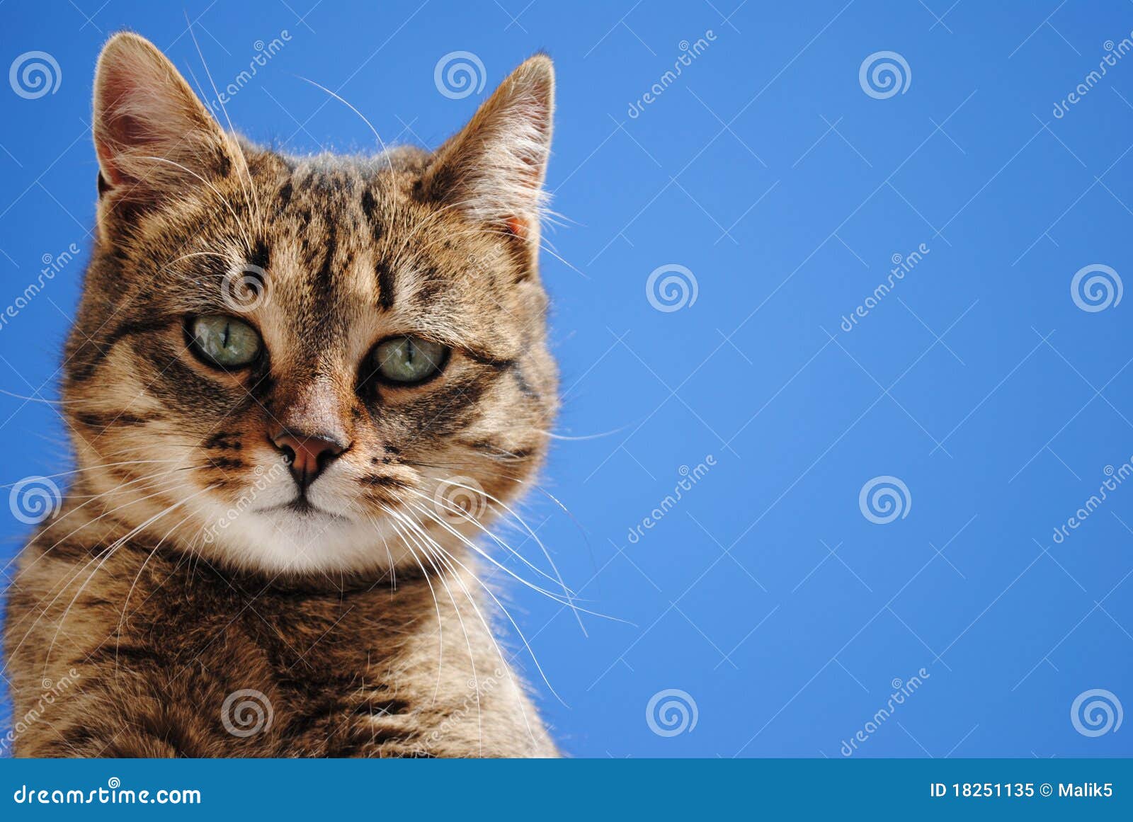 Cute Feral cat stock image. Image of home, sitting, stripes - 18251135