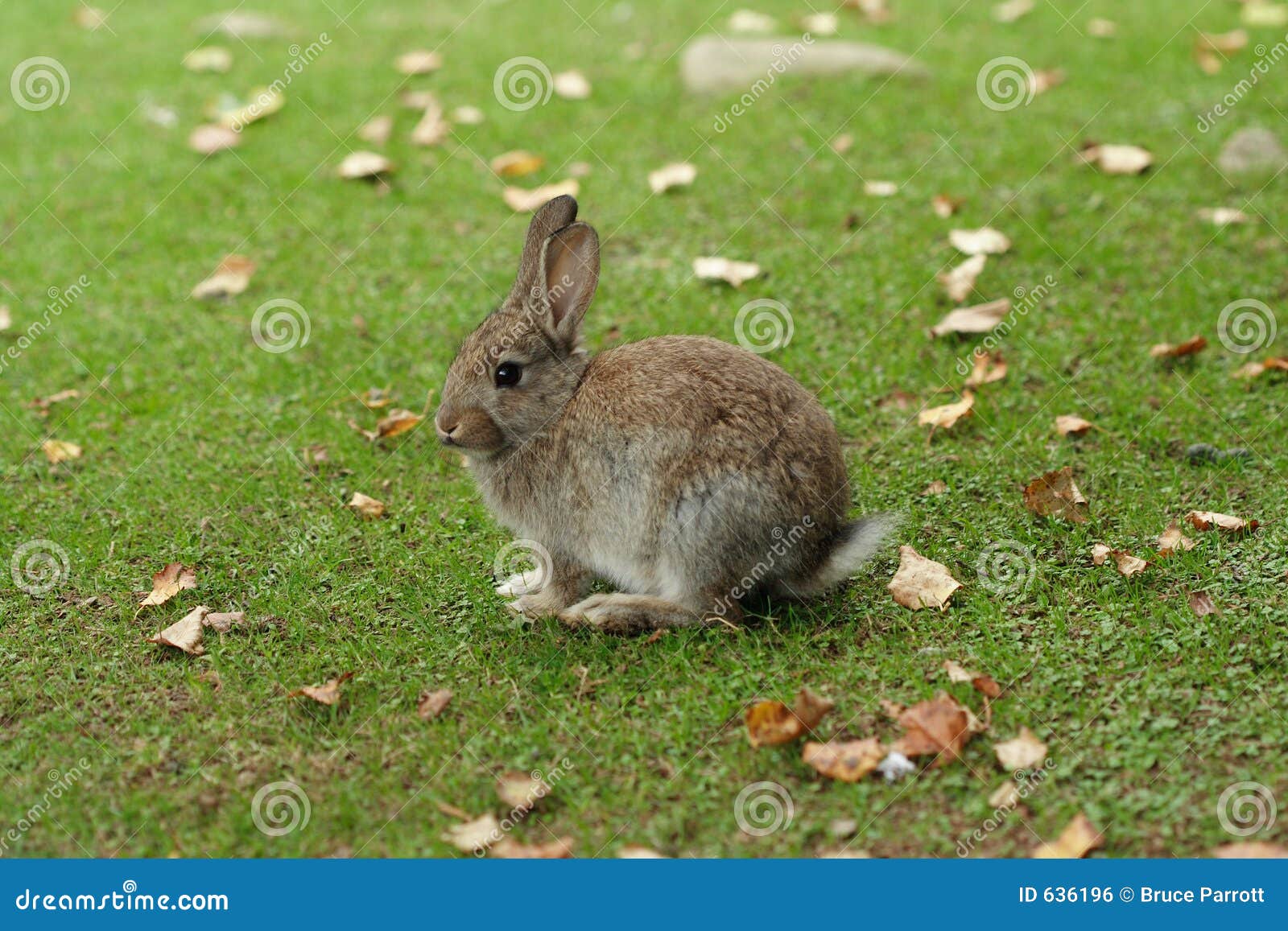 Feral Rabbit Using Gorse Bush As Home On Farm Royalty-Free Stock Photo ...