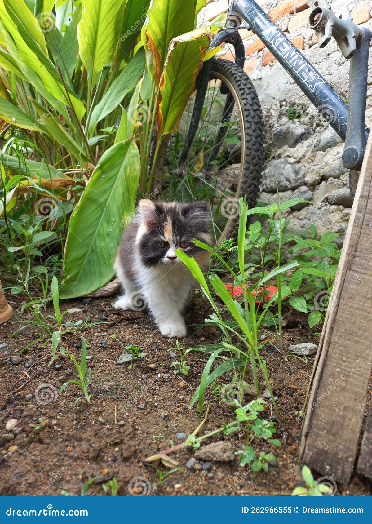Cute ferocious cat stock image. Image of cute, mammal - 262966555