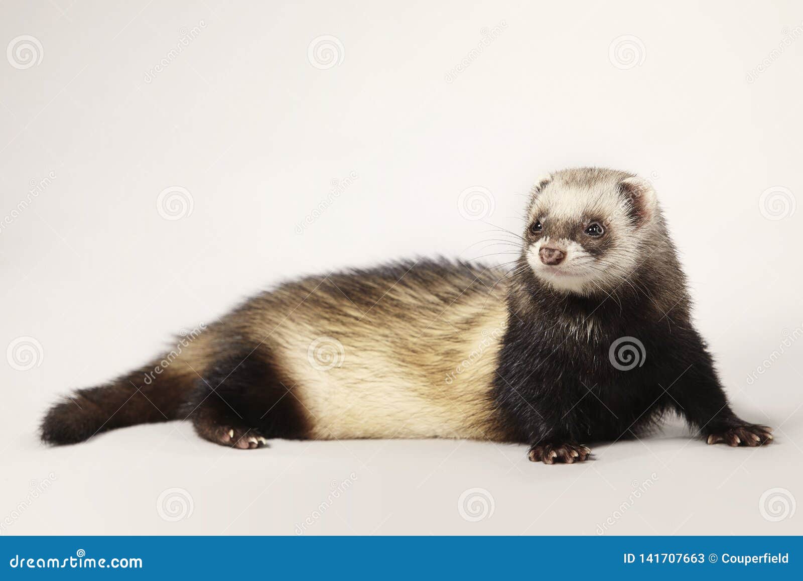 Cute Ferret Female of Standard Color in Studio Stock Image - Image of ...