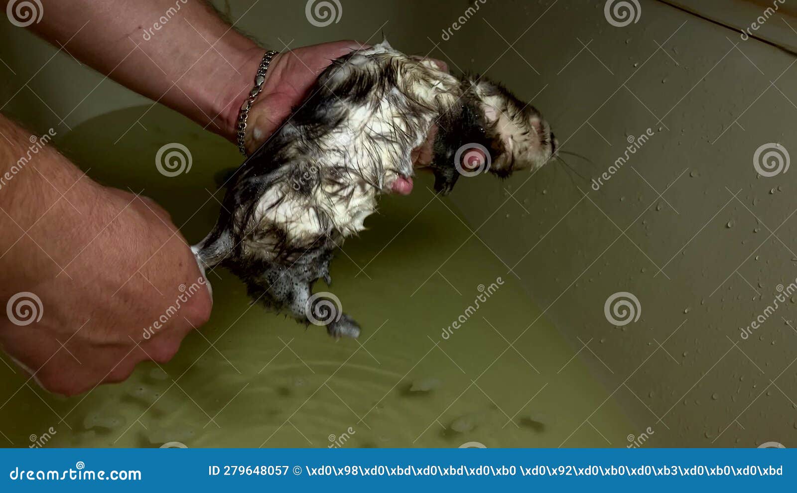 Cute Ferret in the Hands of a Young Man Takes a Bath. Bathing a Ferret ...