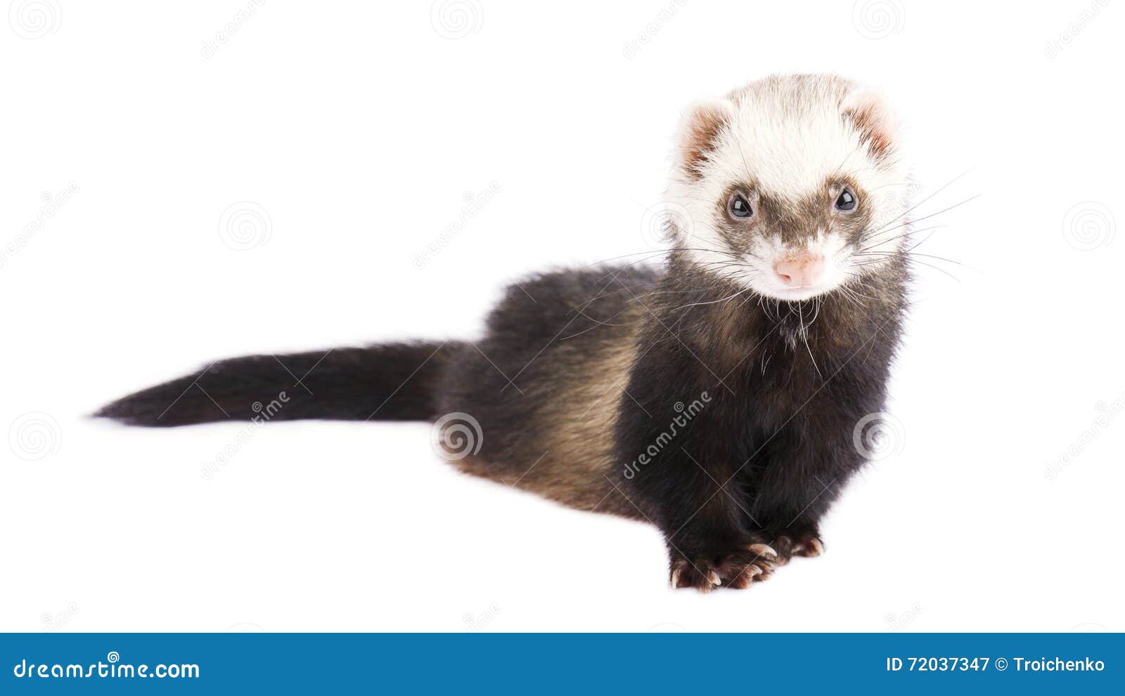 Angry Weasel