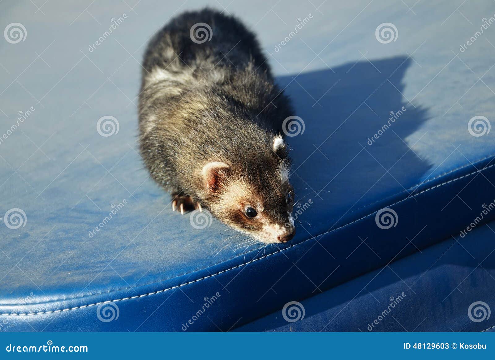 Cute Ferret Sitting on Blue Suitcase Stock Image - Image of adorable ...