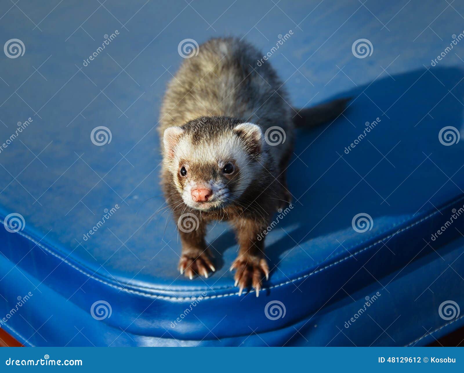 Cute Ferret Sitting on a Suitcase Stock Photo - Image of claws ...