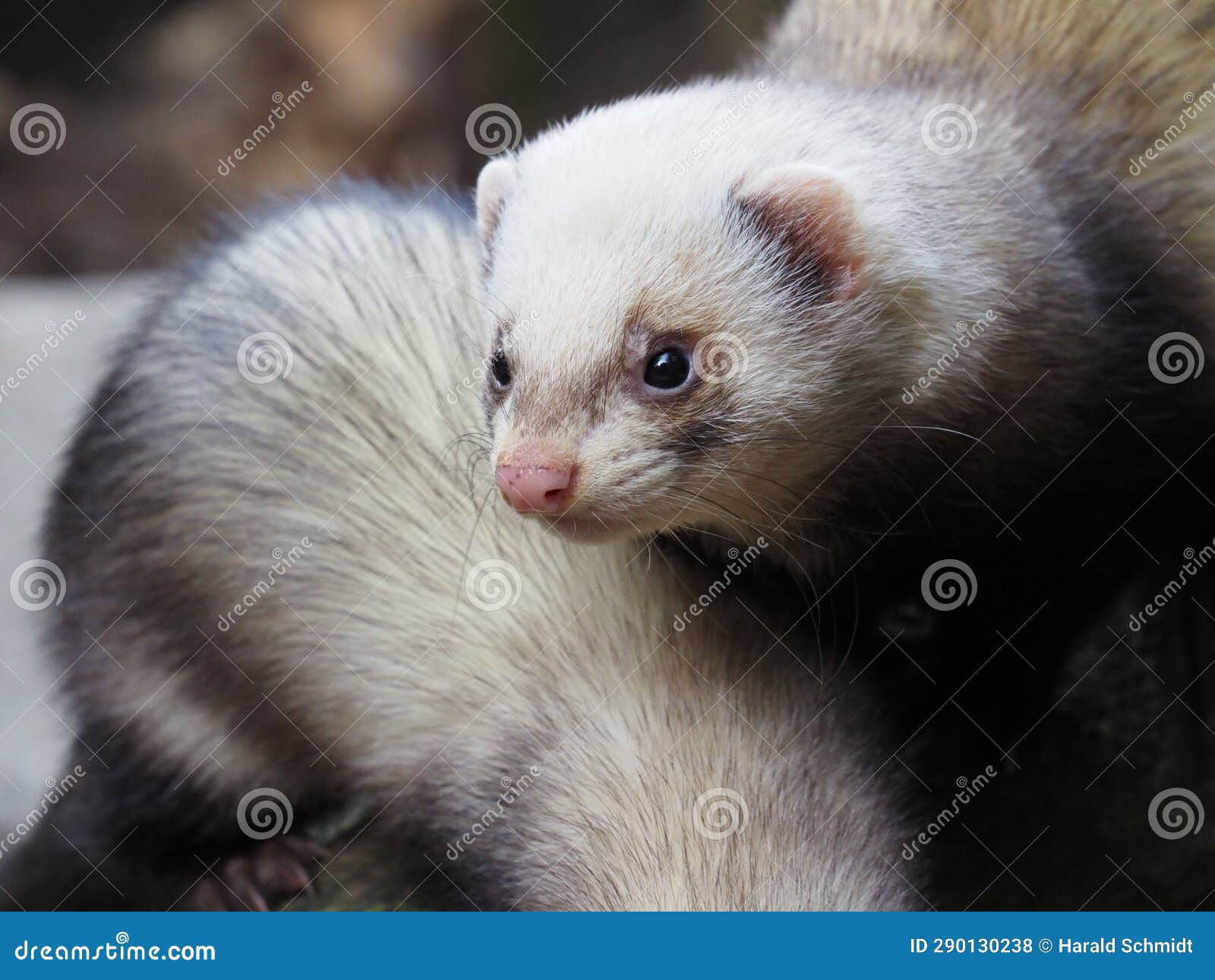 Cute Ferret Standing Over Its Buddy and Looking at the Camera Stock ...
