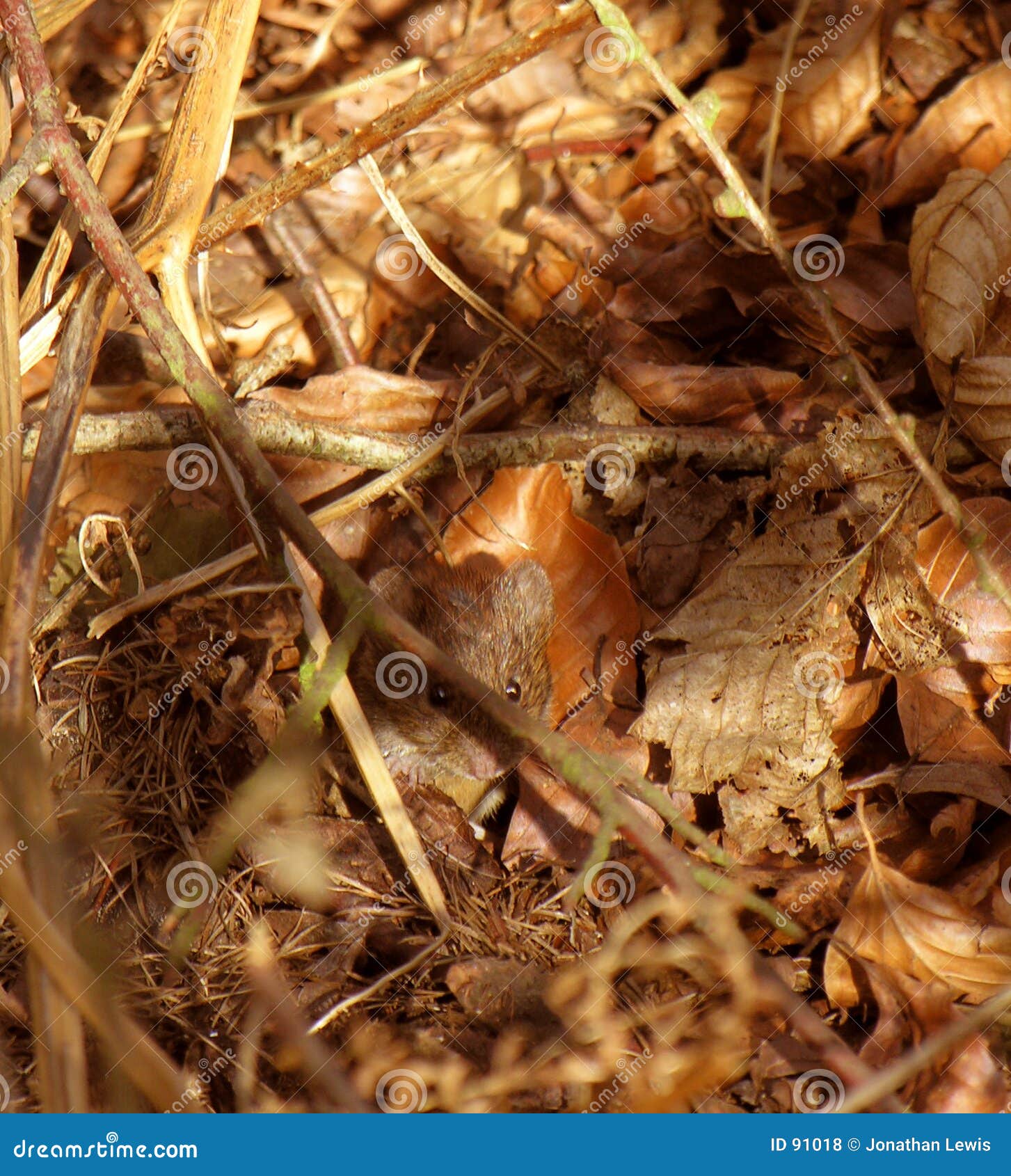 A Cute Field Mouse Peeping from the Leaves Stock Photo - Image of eyes ...