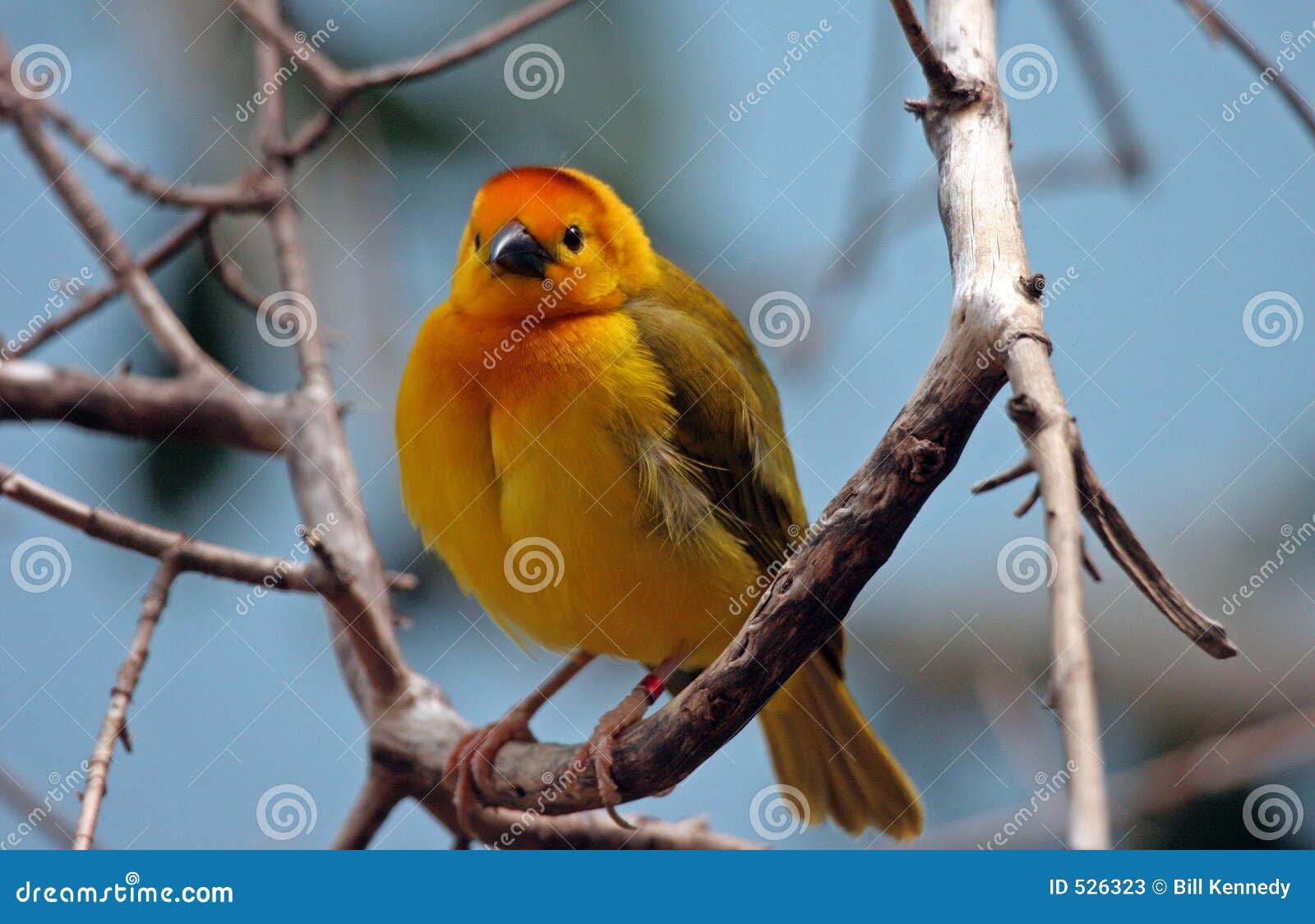 Cute Finch stock image. Image of beak, avian, feathers - 526323