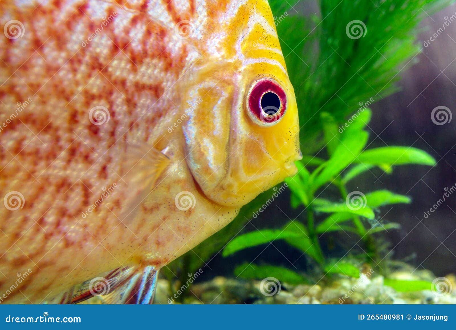 Cute fish in fish tank stock image. Image of tank, dark - 265480981
