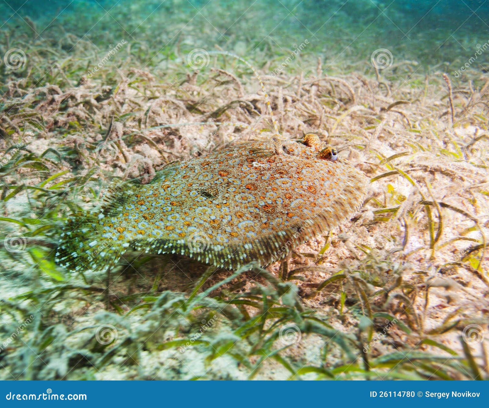 Cute Flatfish on Sandy Bottom Stock Photo - Image of macro, pacific ...