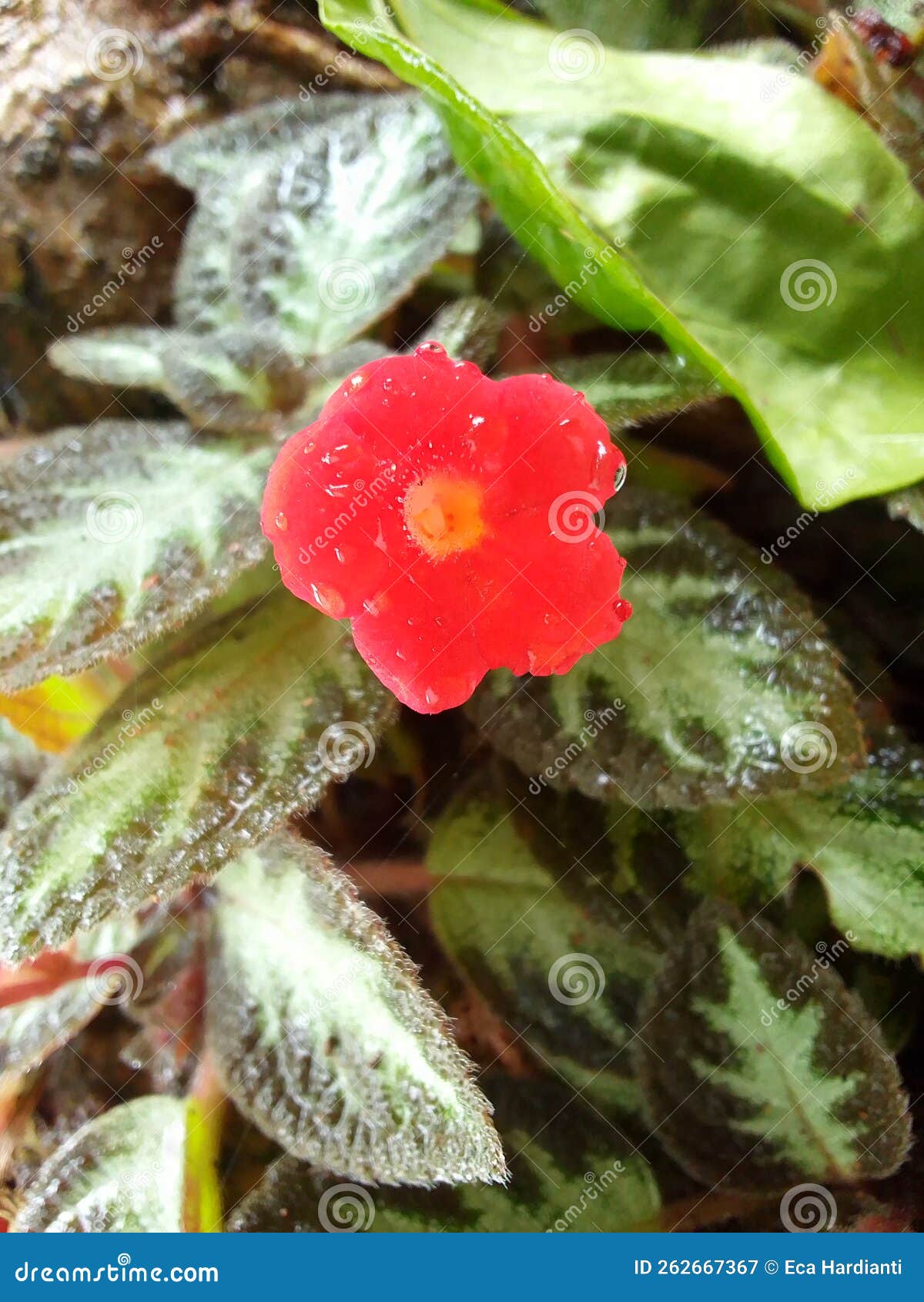 The Cute Flower and a Beautiful Tree Stock Image - Image of small ...