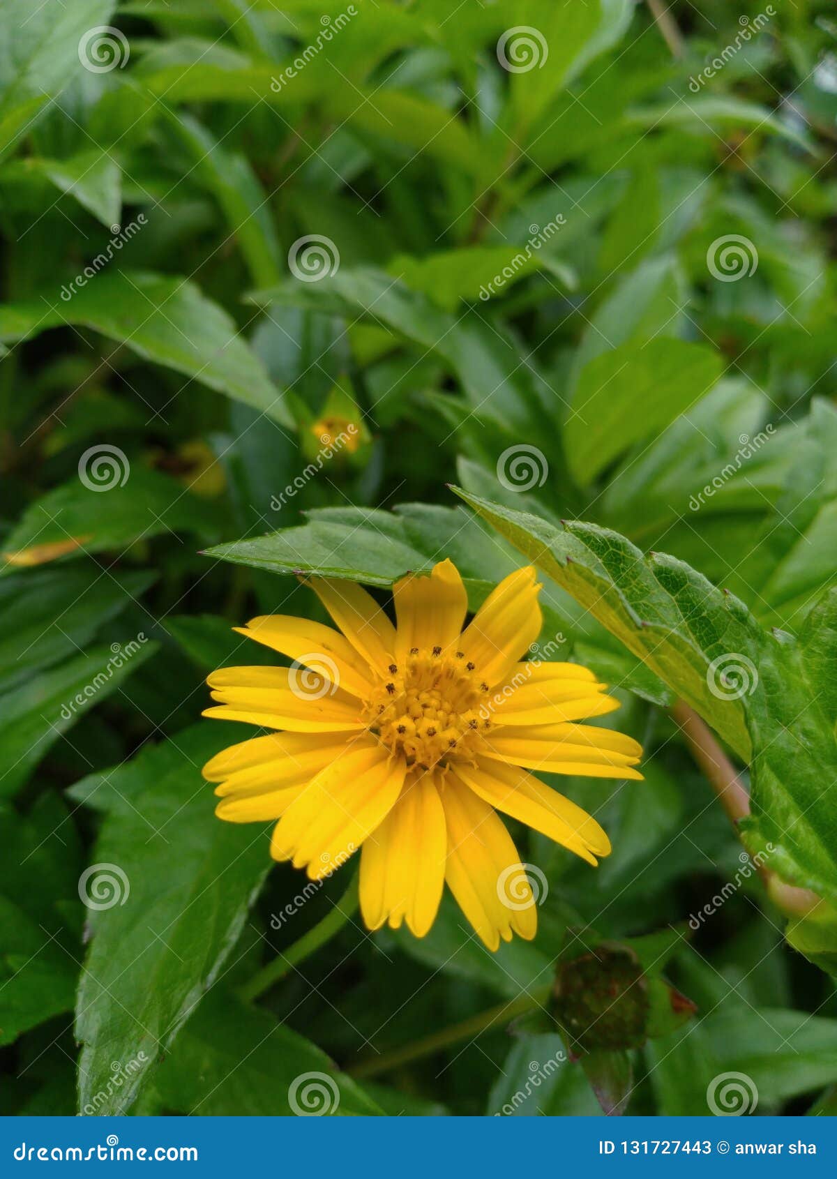Cute flower stock image. Image of sell, please, cute - 131727443