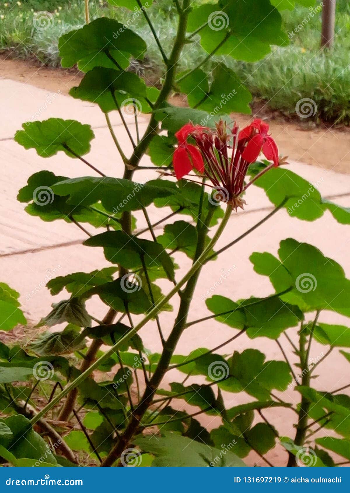 Flower red stock image. Image of belle, cute, fleur - 131697219