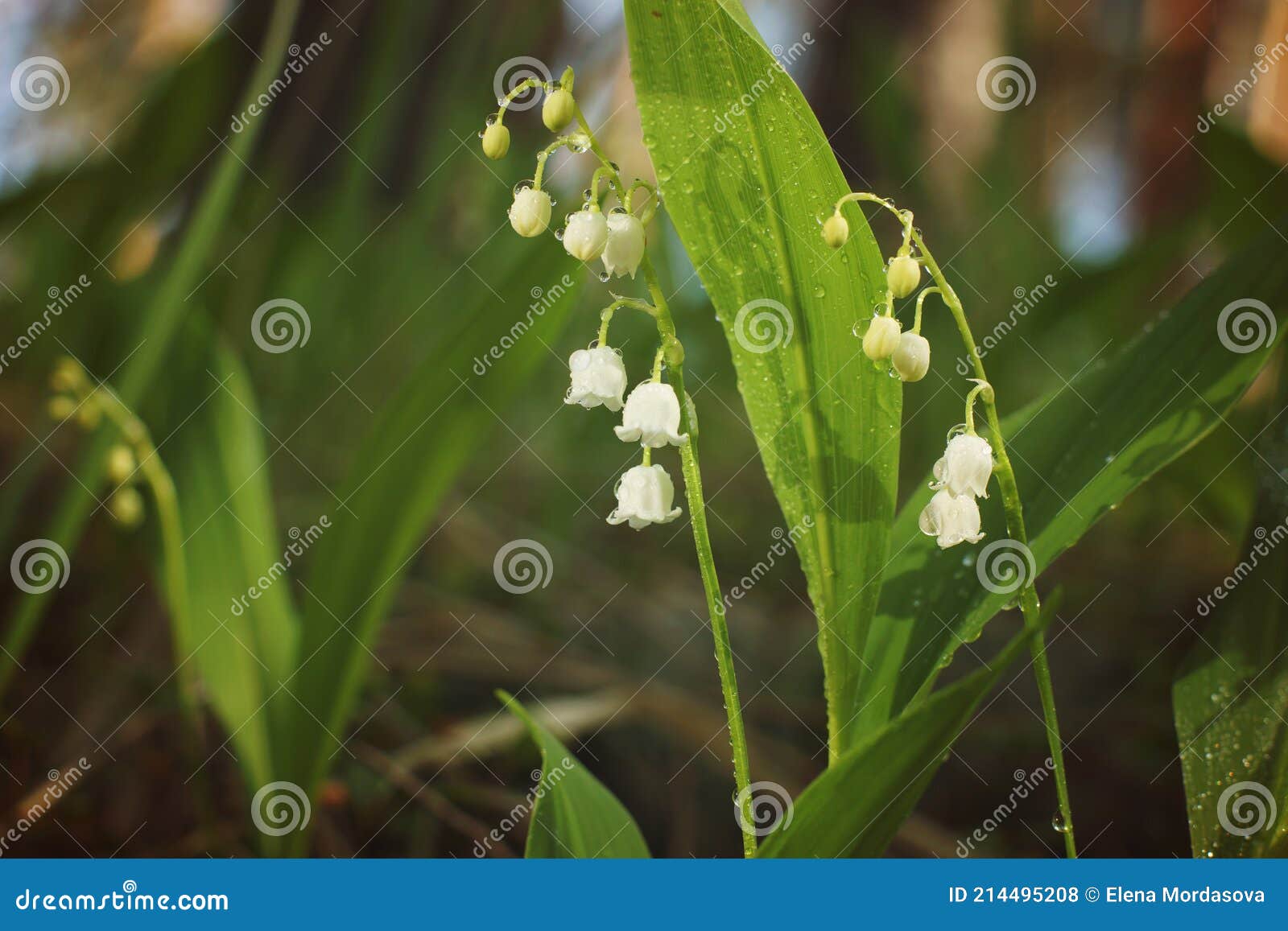 Cute Flowers Lilies of the Valley in the Forest in Summer Stock Photo ...