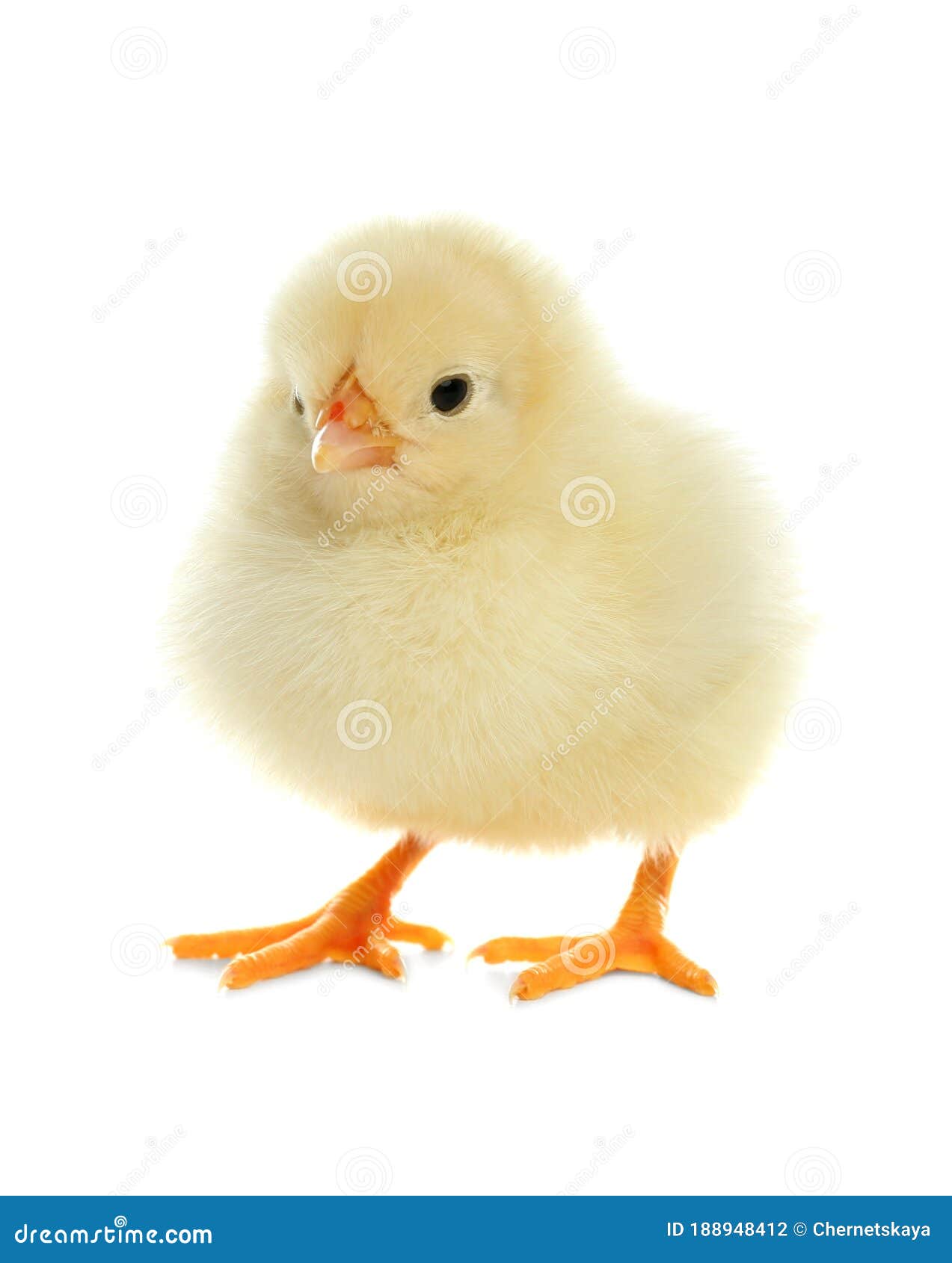 Cute Fluffy Baby Chicken on Background Stock Photo - Image of ...