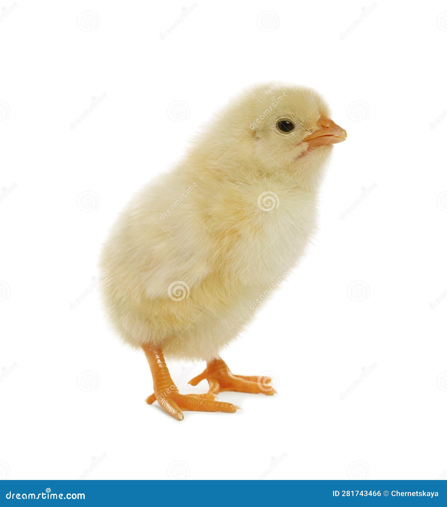 Cute Fluffy Baby Chicken on White Background Stock Photo - Image of ...