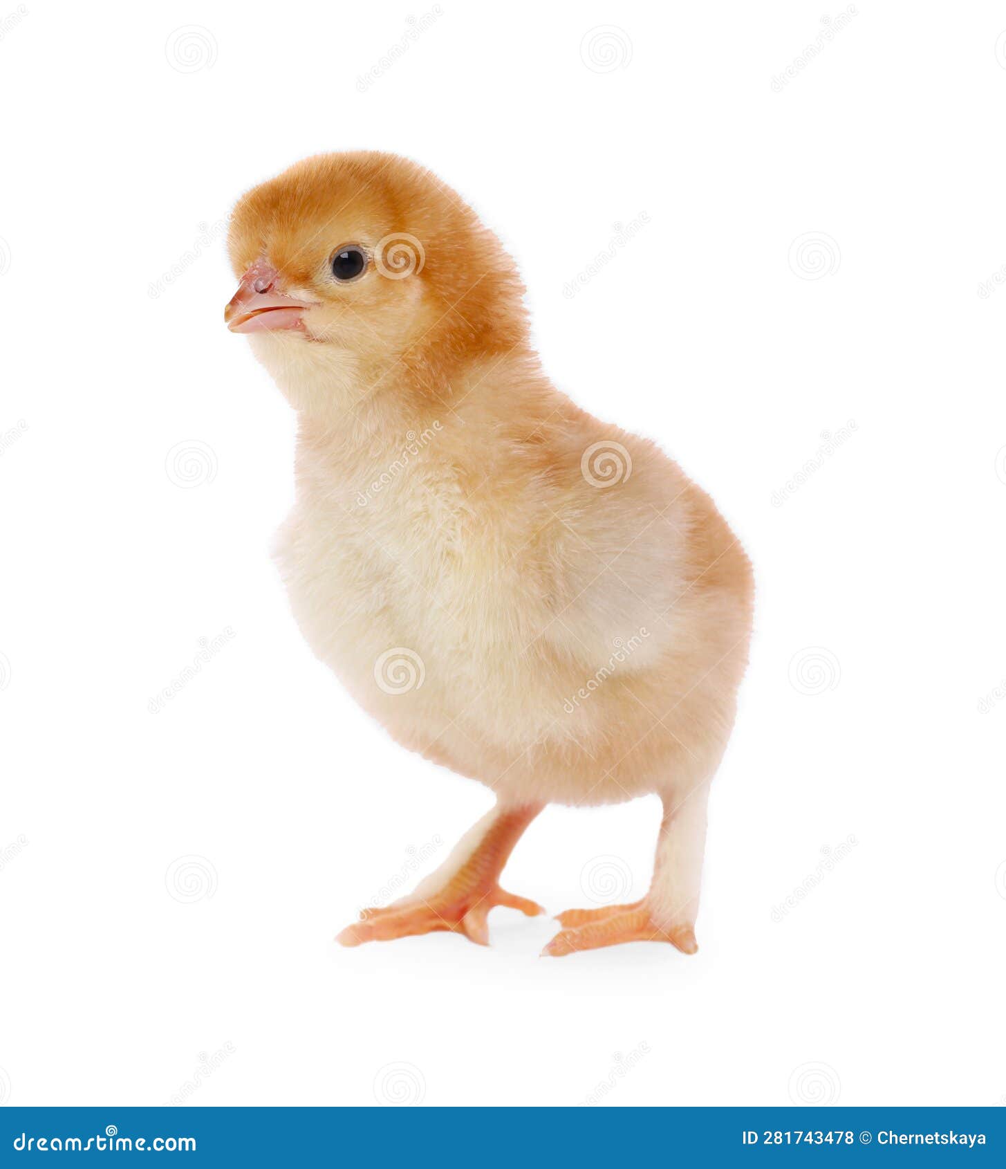 Cute Fluffy Baby Chicken on White Background Stock Photo - Image of ...