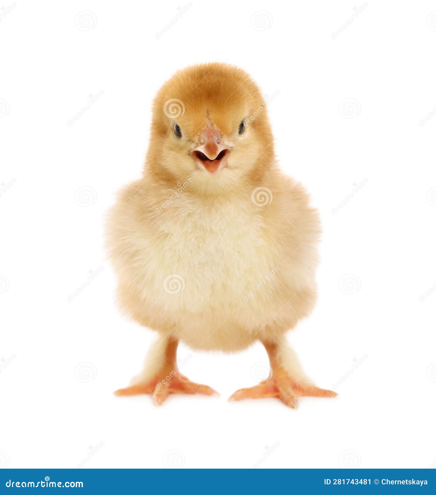Cute Fluffy Baby Chicken on White Background Stock Image - Image of ...