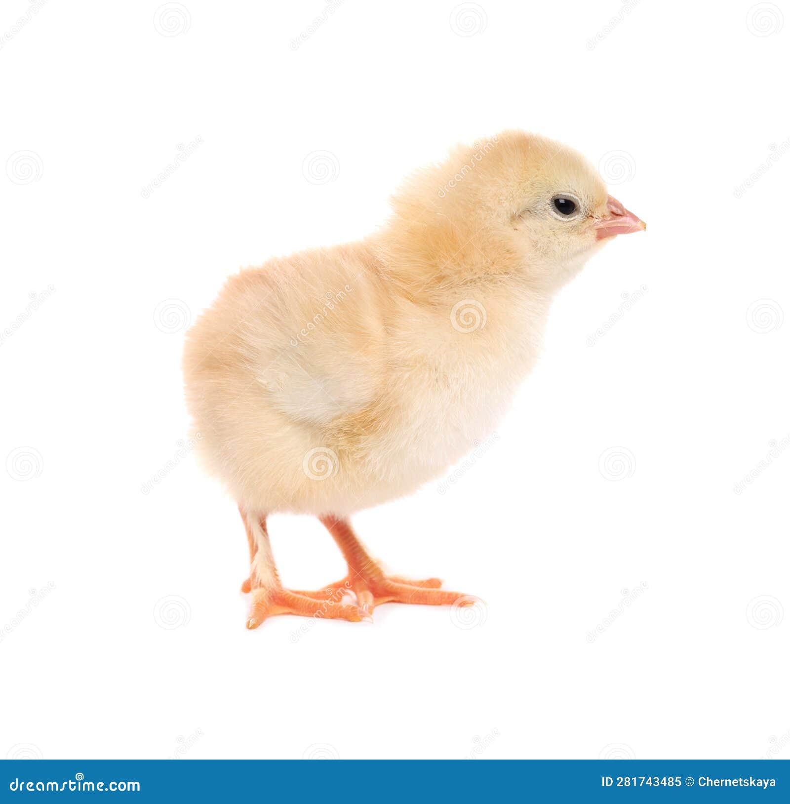 Cute Fluffy Baby Chicken on White Background Stock Image - Image of ...
