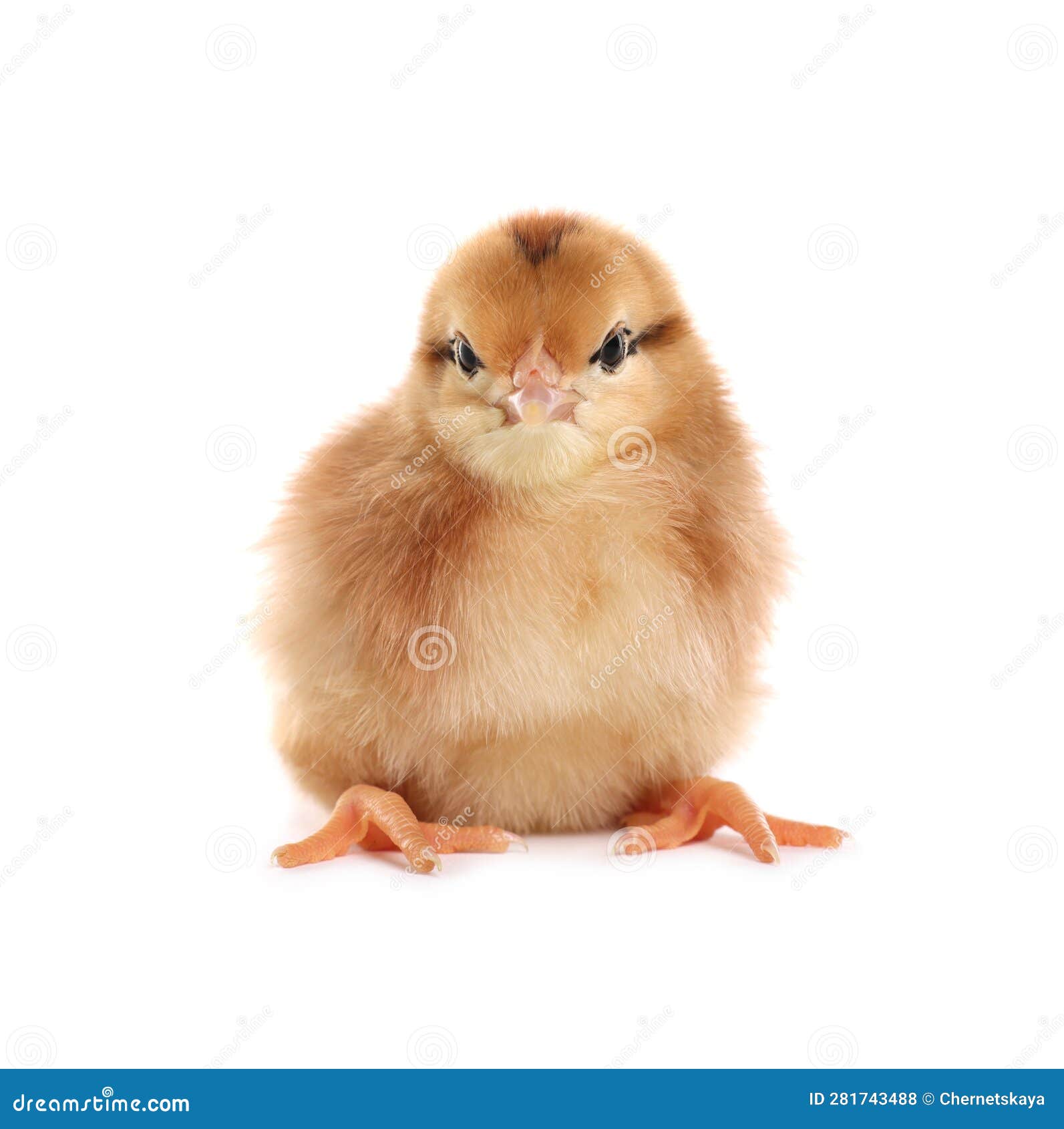 Cute Fluffy Baby Chicken on White Background Stock Photo - Image of ...