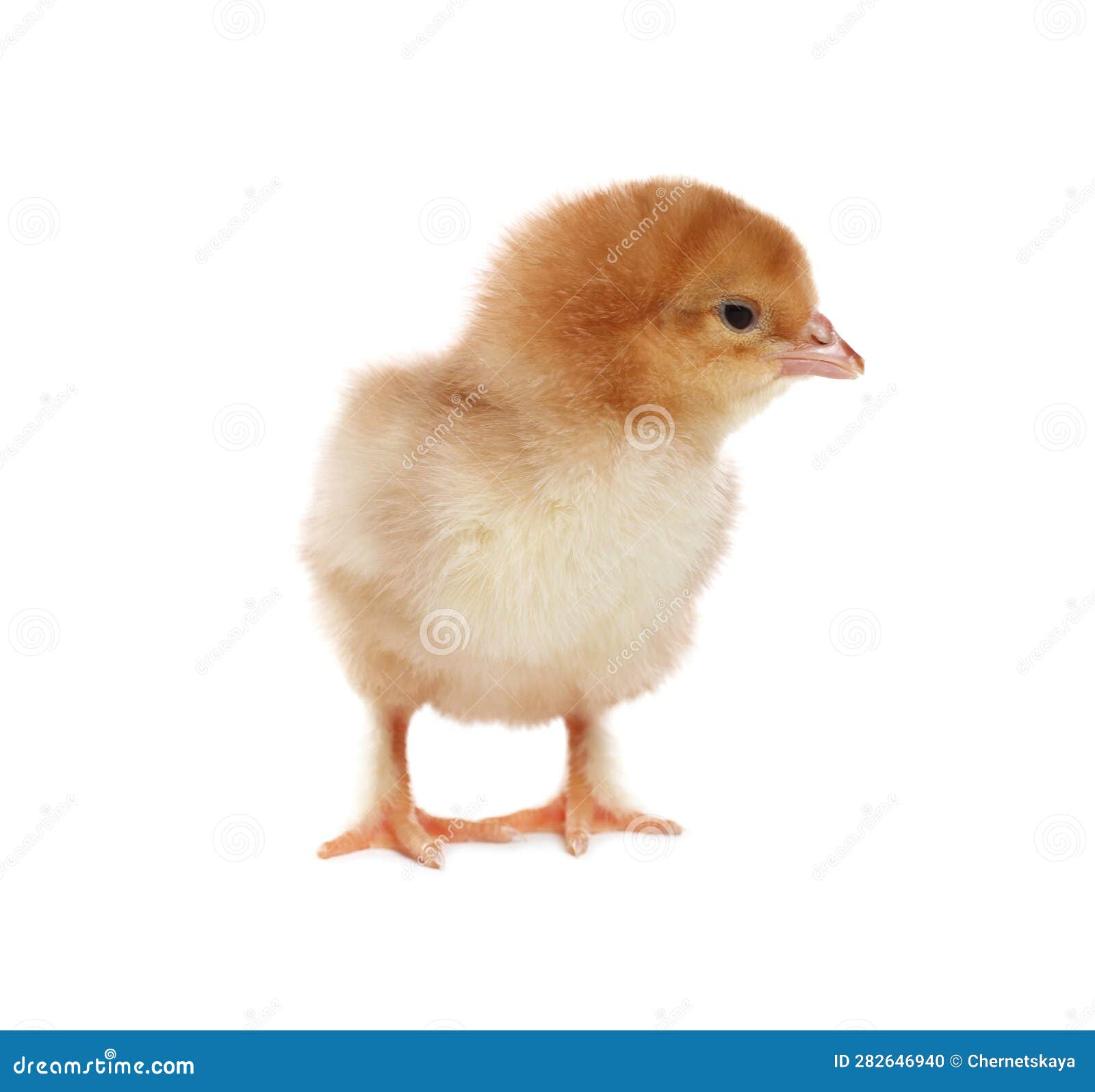Cute Fluffy Baby Chicken on White Background Stock Photo - Image of ...