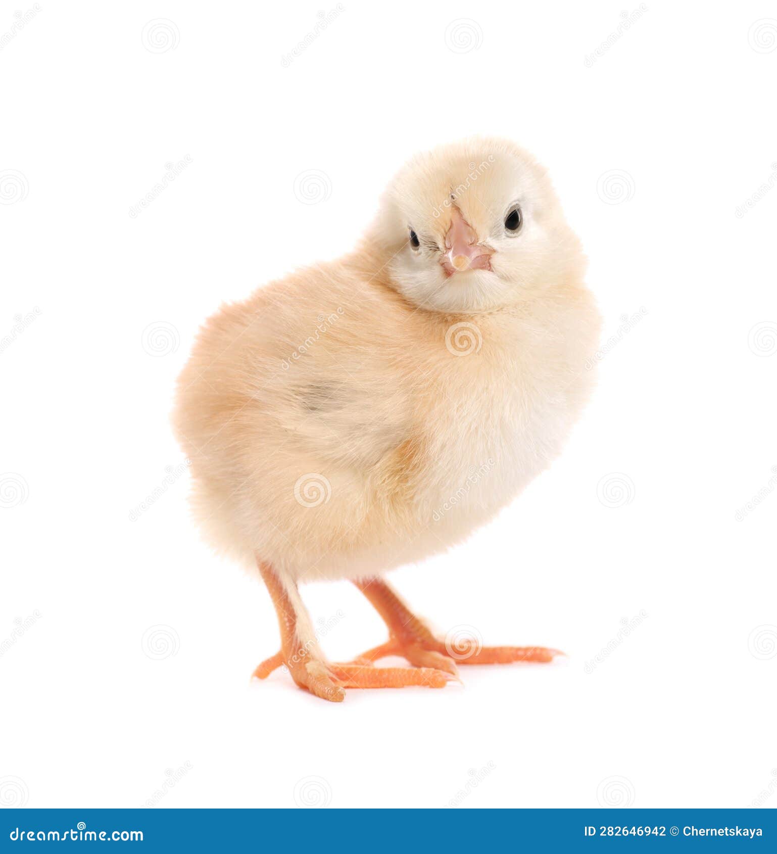 Cute Fluffy Baby Chicken on White Background Stock Photo - Image of ...
